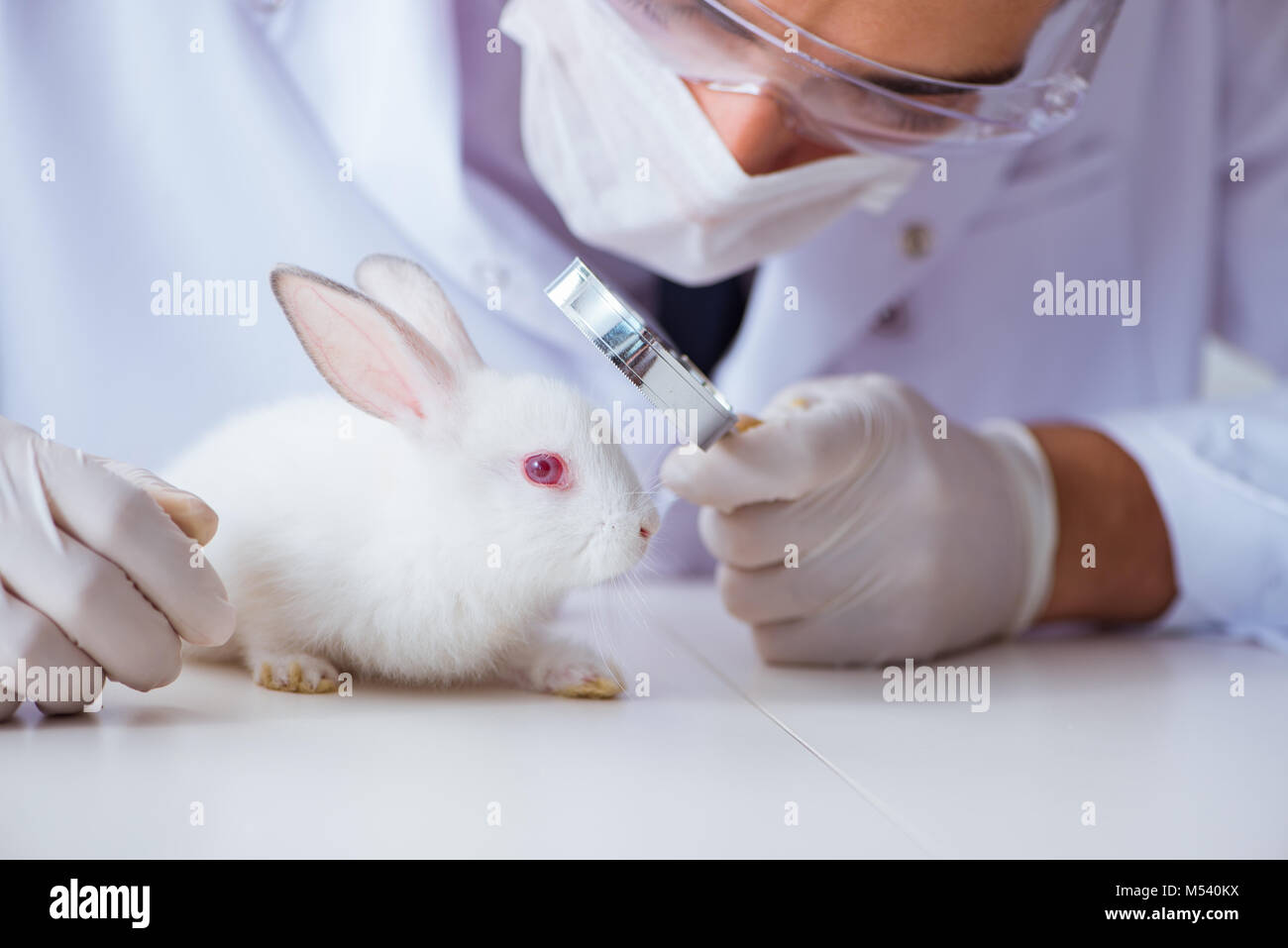 Vet doctor examining rabbit in pet hospital Stock Photo - Alamy