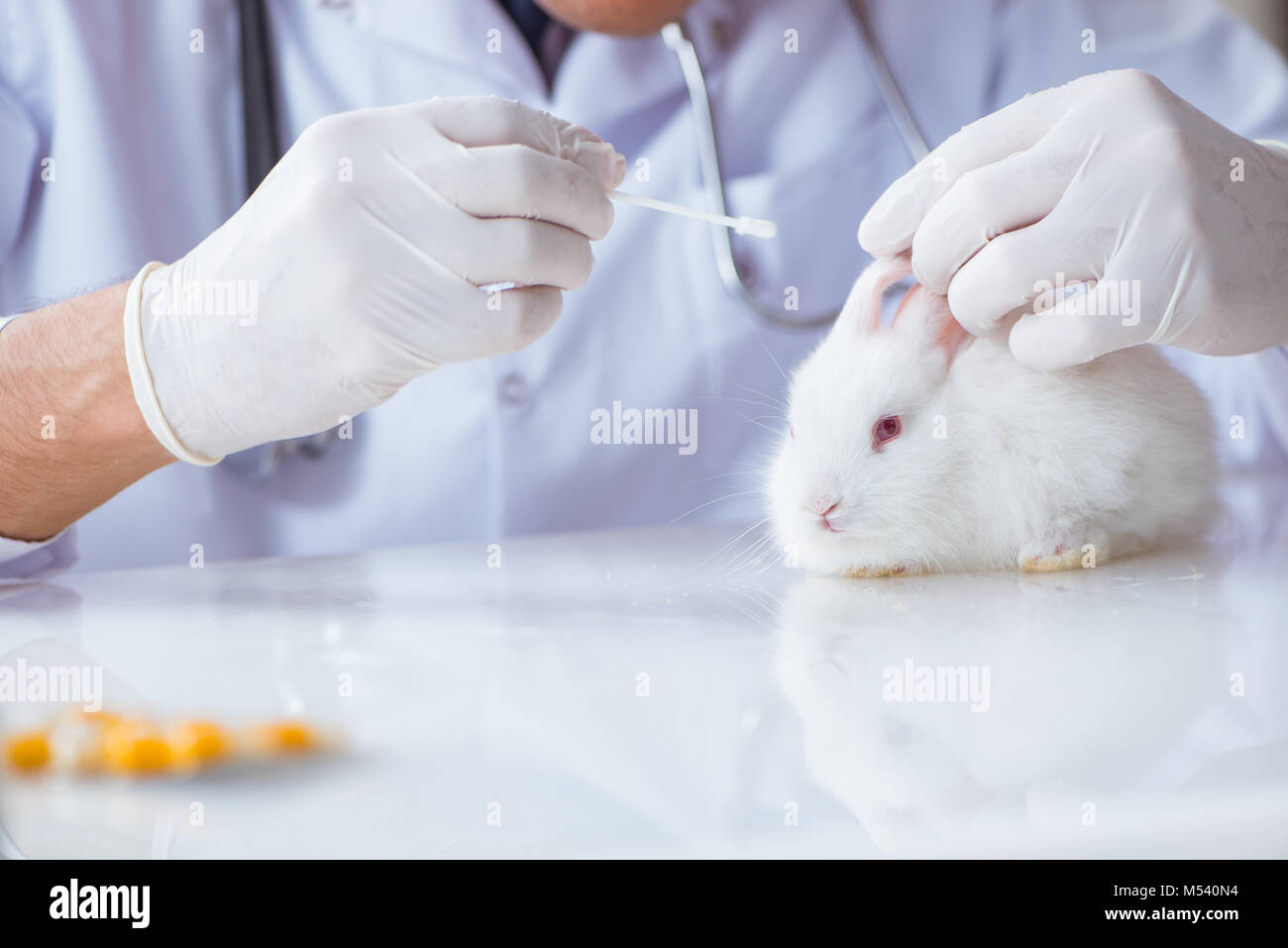 Vet doctor examining rabbit in pet hospital Stock Photo - Alamy