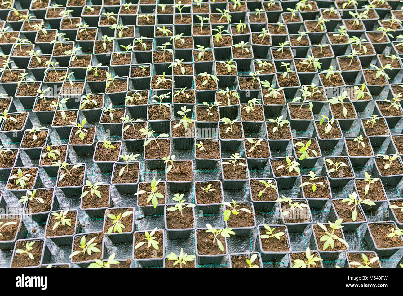 Rows of Potted Seedlings in Greenhouse Stock Photo - Alamy