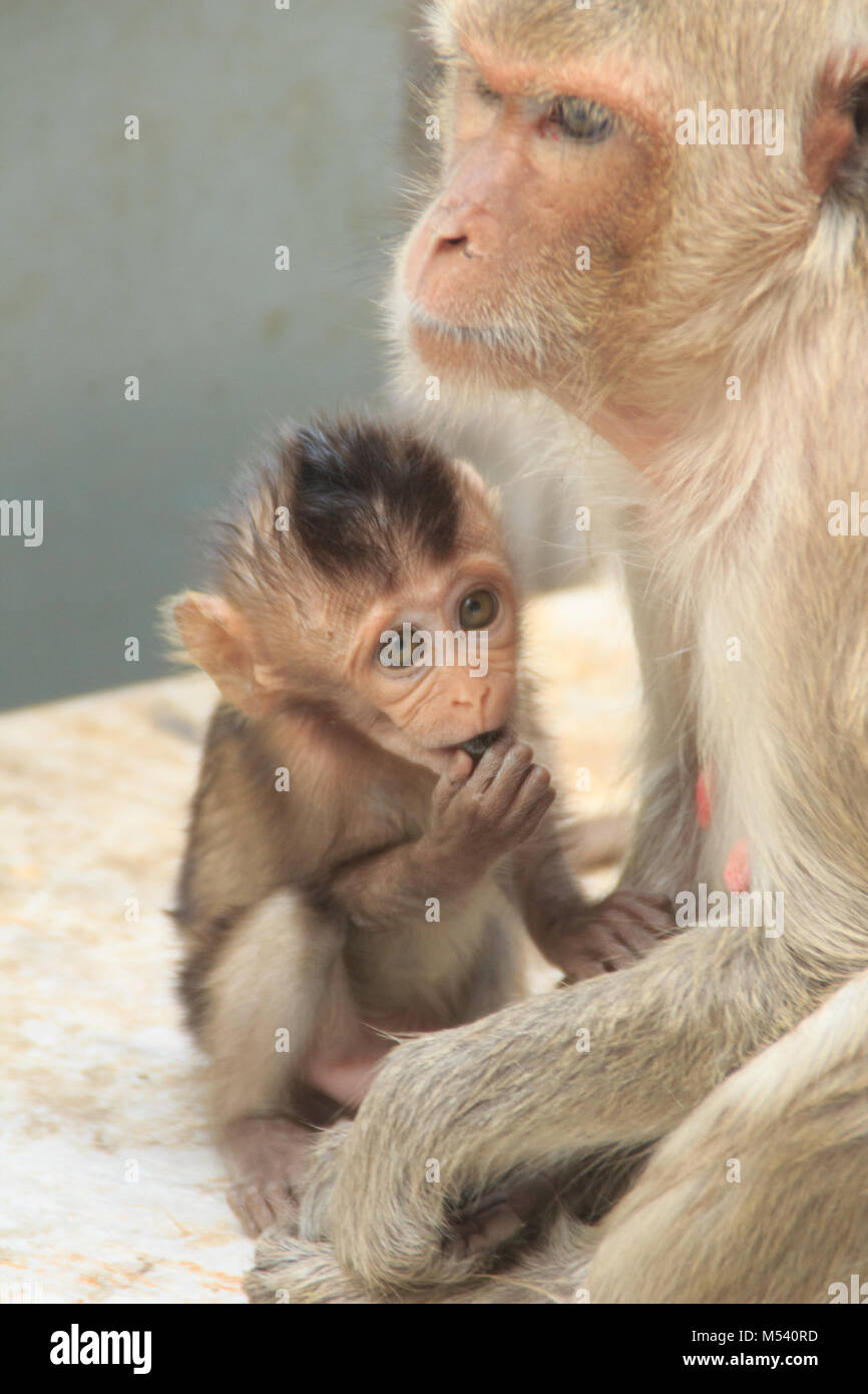 Mother monkey and baby monkey sitting on the ground Stock Photo - Alamy