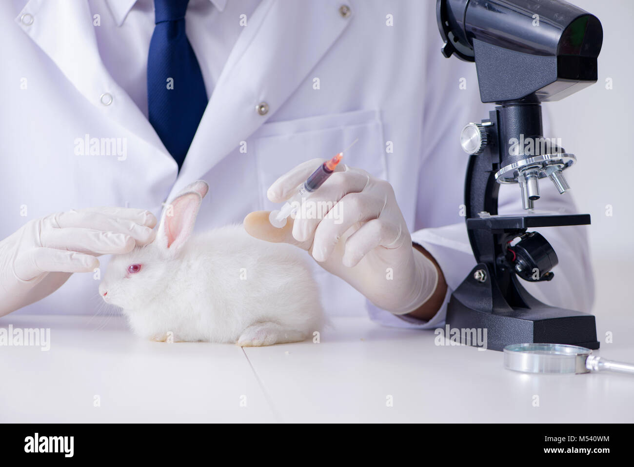 Vet doctor examining rabbit in pet hospital Stock Photo - Alamy