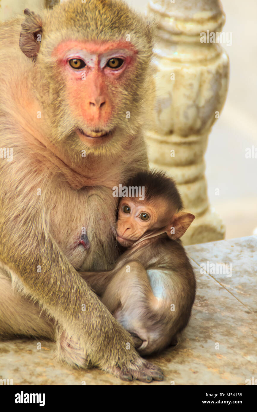 Screaming monkey forest hi-res stock photography and images - Alamy