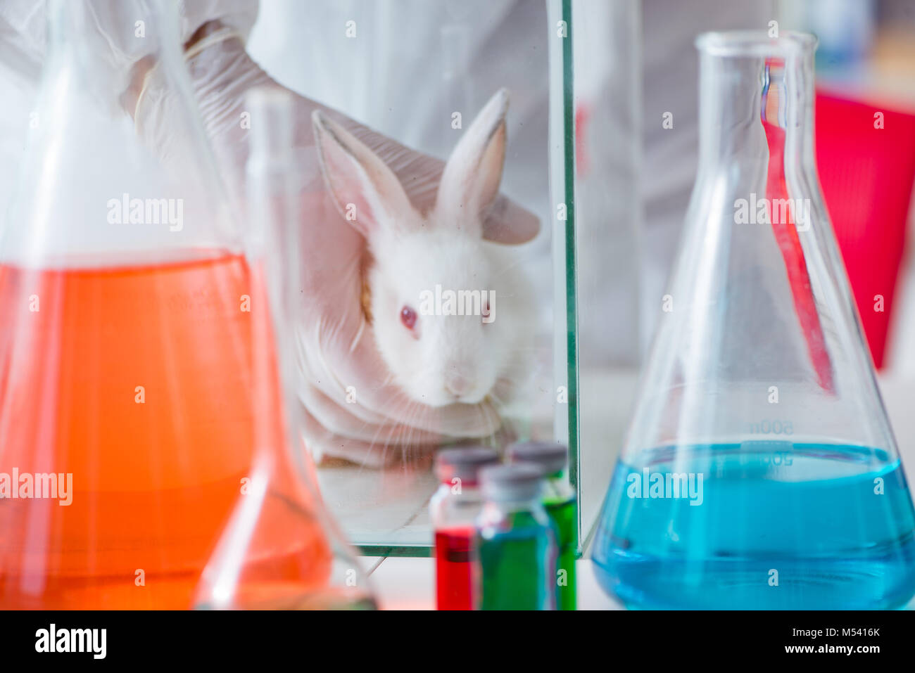 White rabbit in scientific lab experiment Stock Photo - Alamy