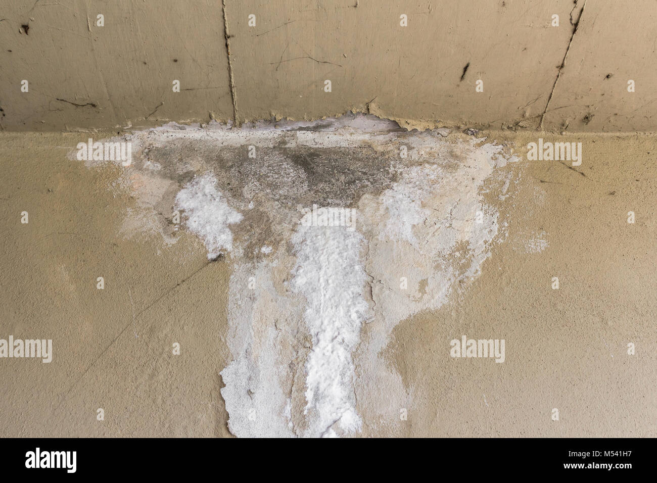 Old peeled wall with mold Stock Photo - Alamy