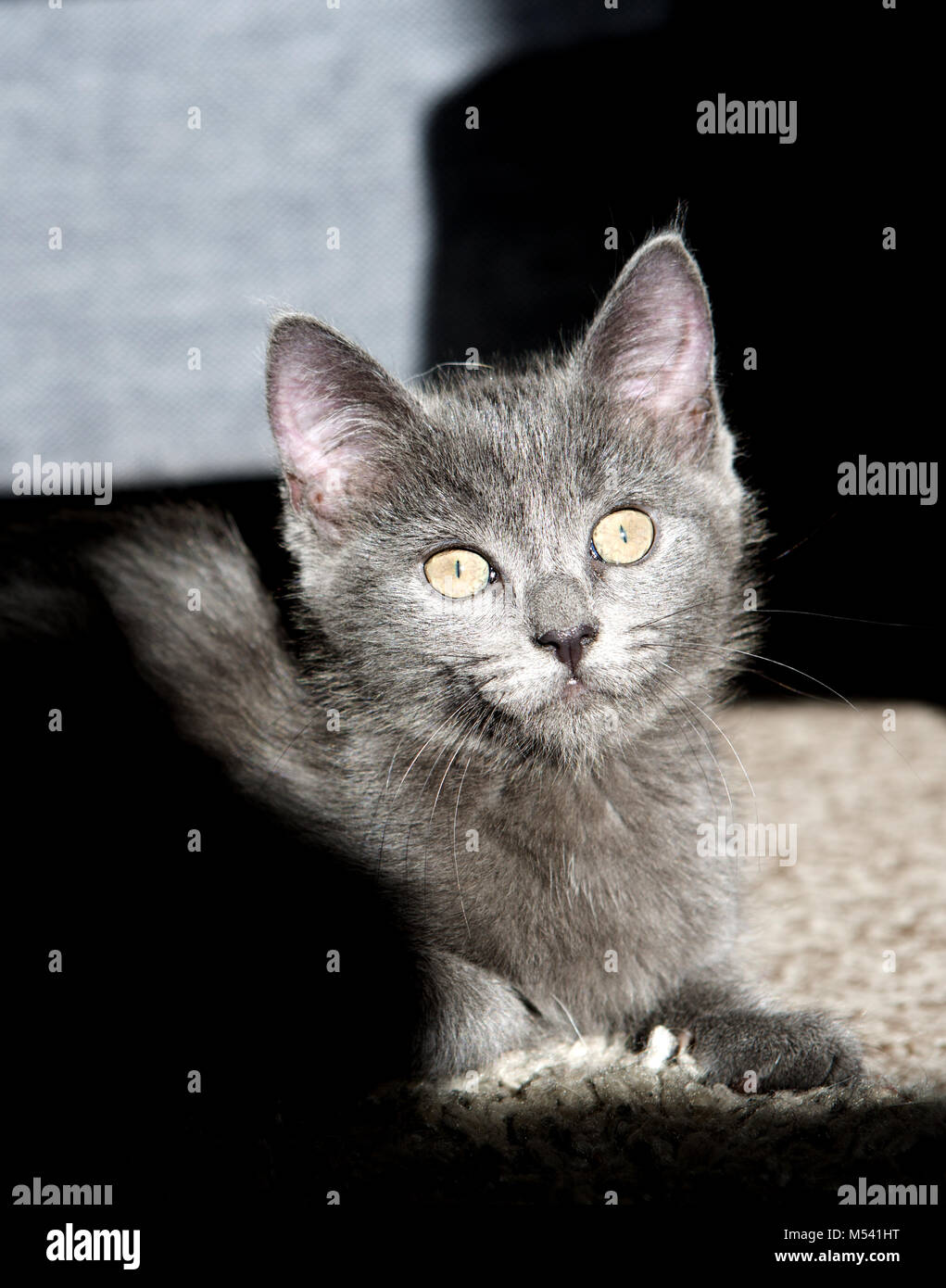 Innocent kitten hi-res stock photography and images - Alamy