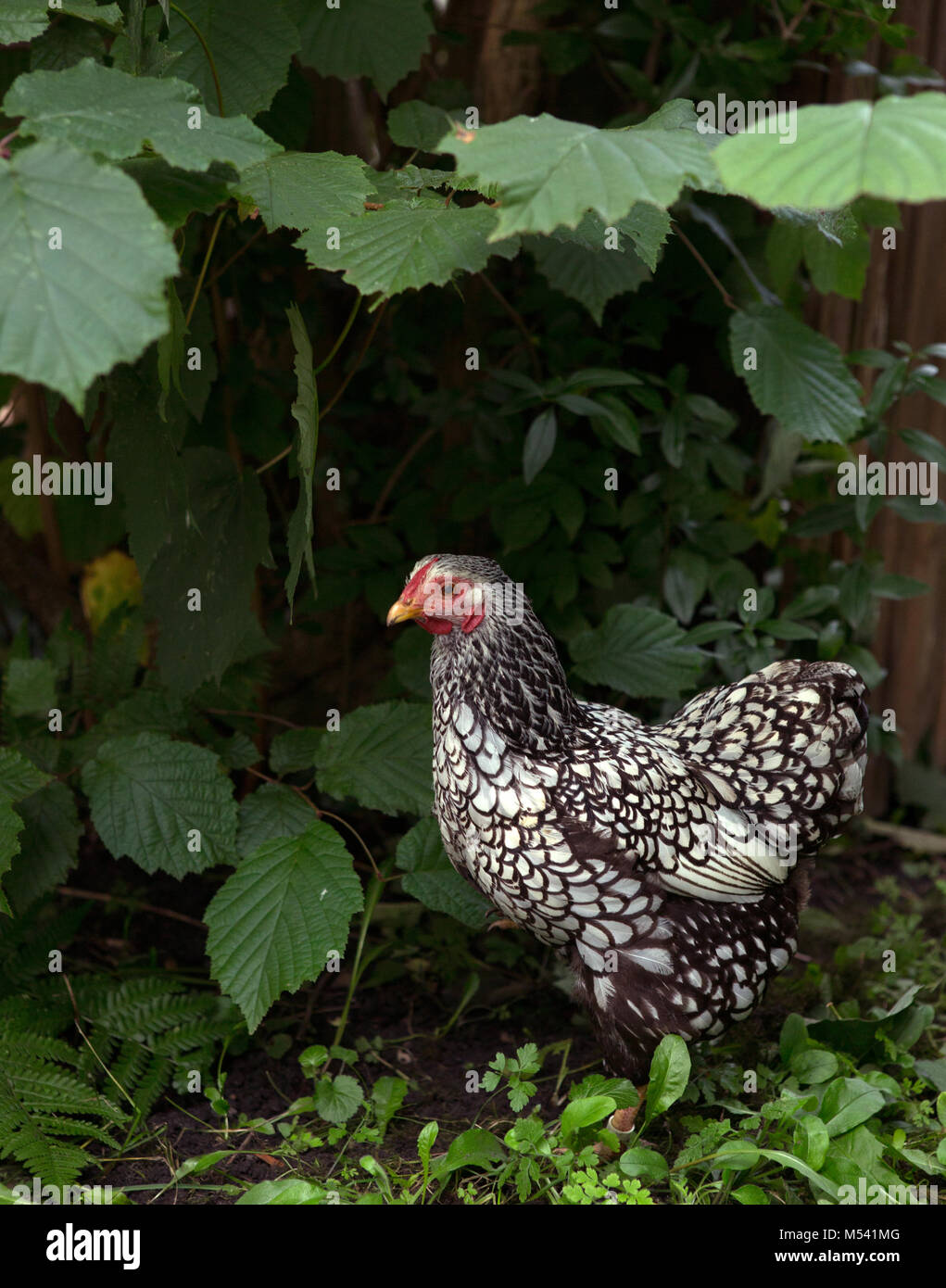 Chicken like birds hi-res stock photography and images - Alamy