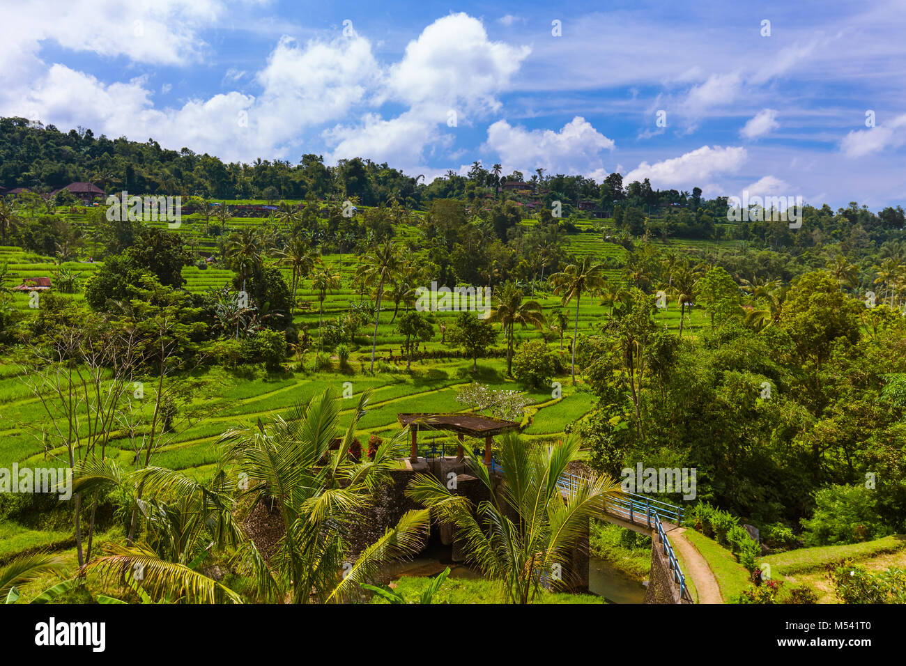 Rice fields - Bali island Indonesia Stock Photo - Alamy