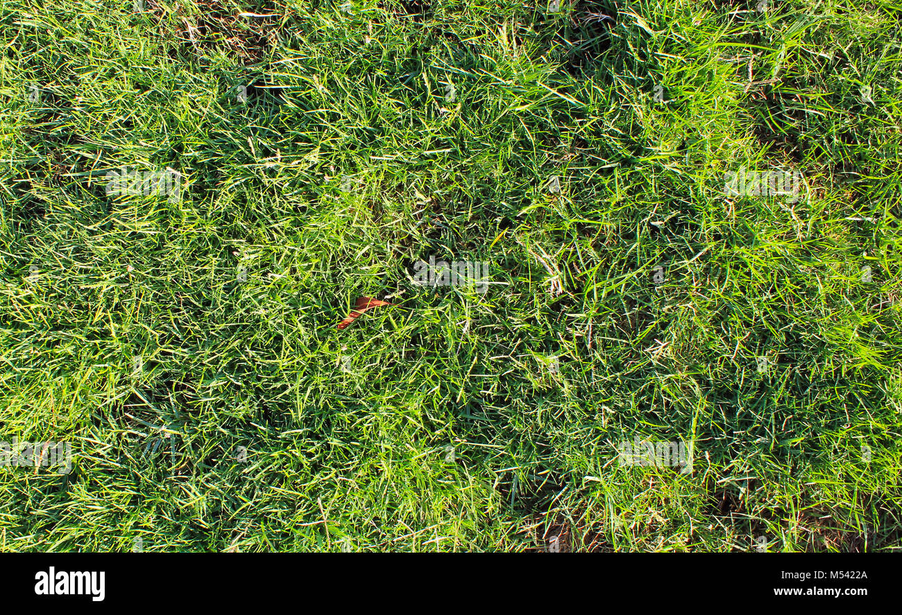 Summer green grass at sun light Stock Photo - Alamy