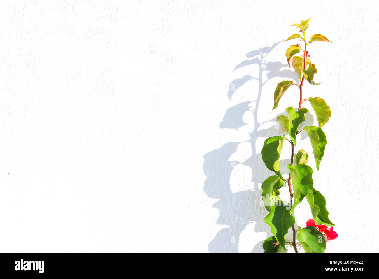 White old wall Cut Out Stock Images & Pictures - Alamy