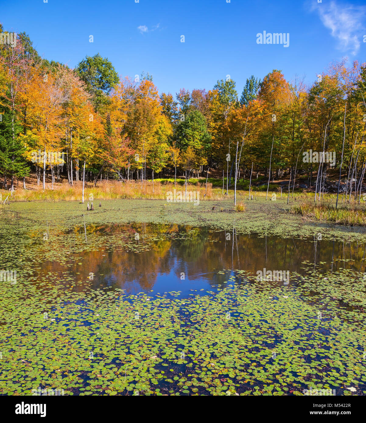 Adorable little lake Stock Photo - Alamy