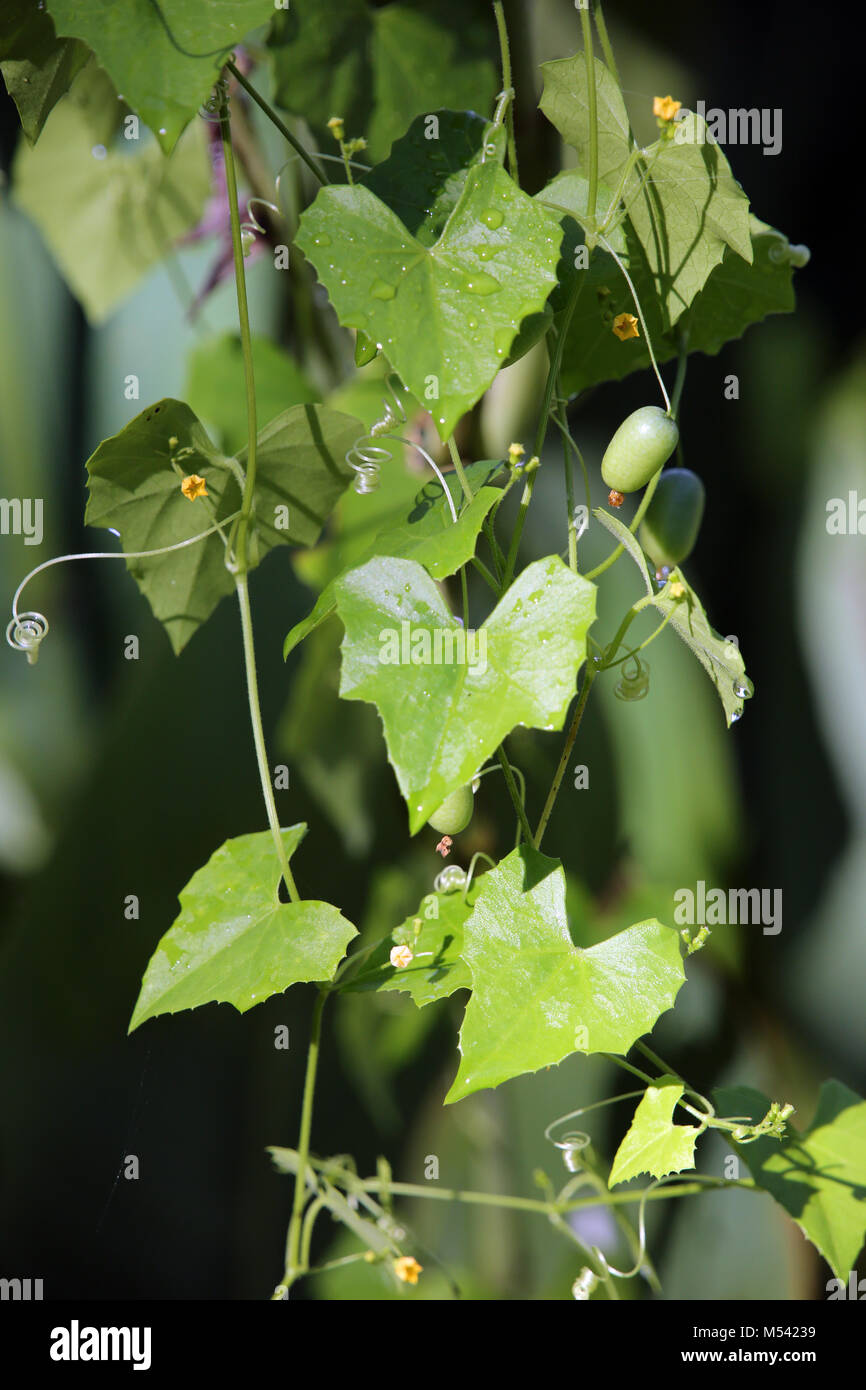 creeping cucumber, Guadeloupe cucumber Stock Photo - Alamy