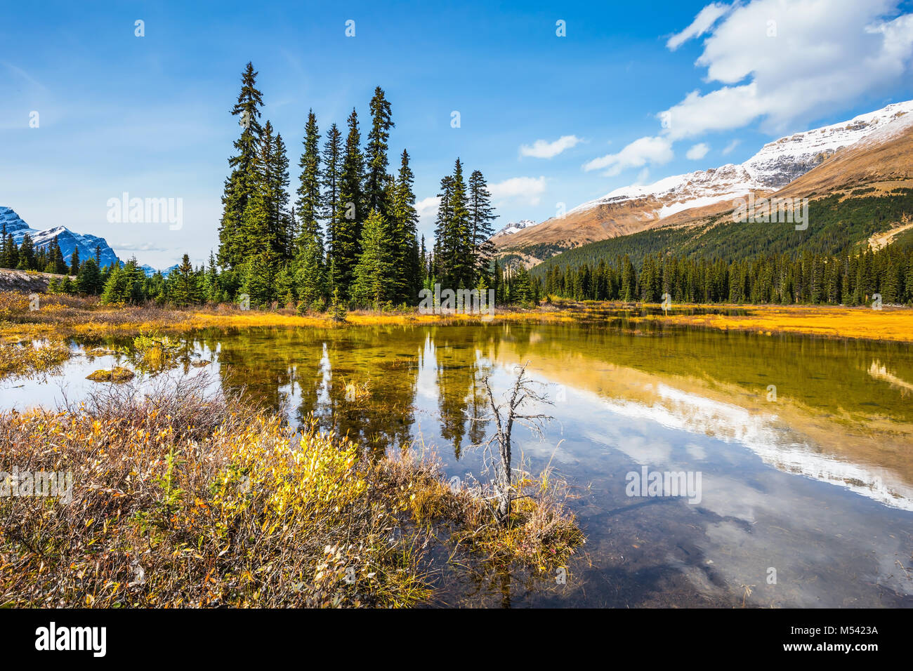Reflected pine trees High Resolution Stock Photography and Images - Alamy