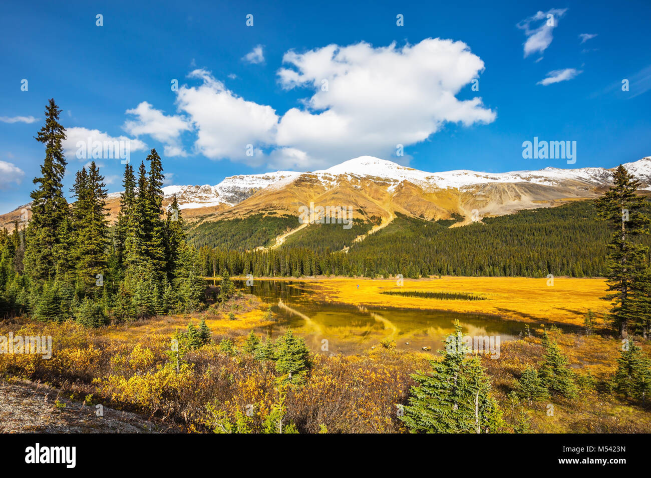 Forest waterlogged hi-res stock photography and images - Alamy