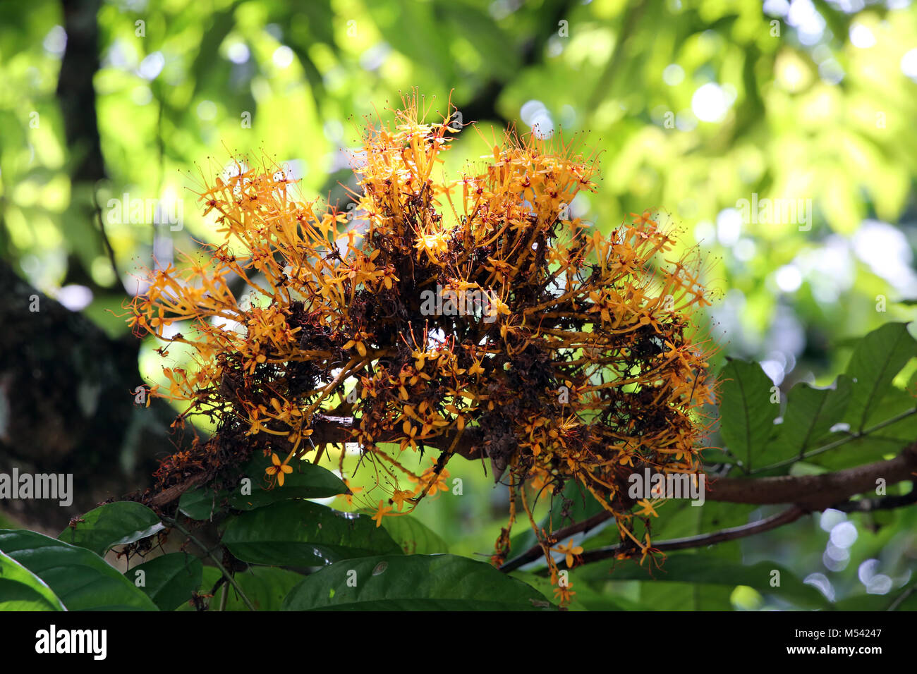Yellow Ashoka, Yellow Saraca Stock Photo - Alamy