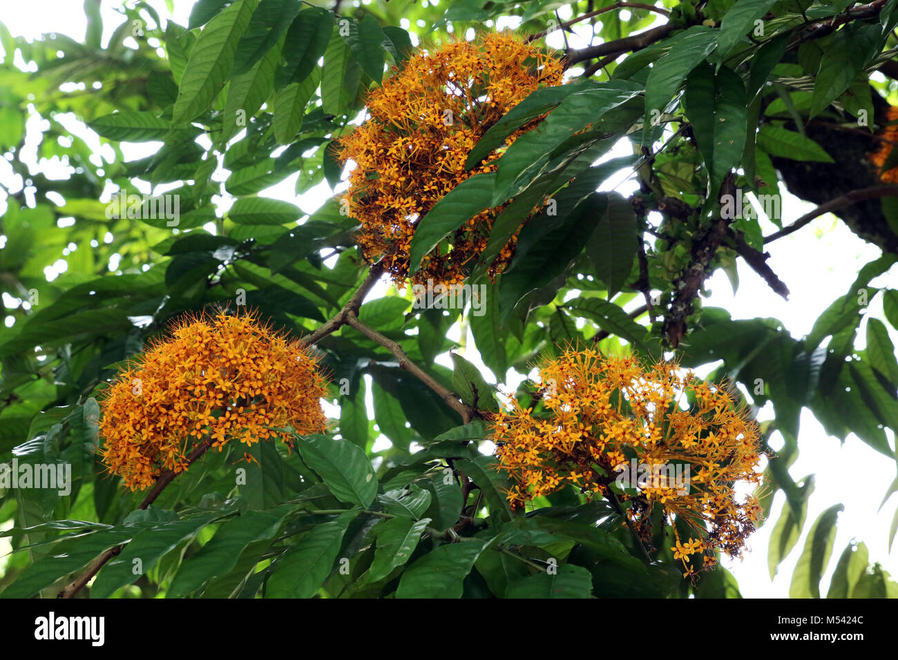 Saraca hi-res stock photography and images - Alamy