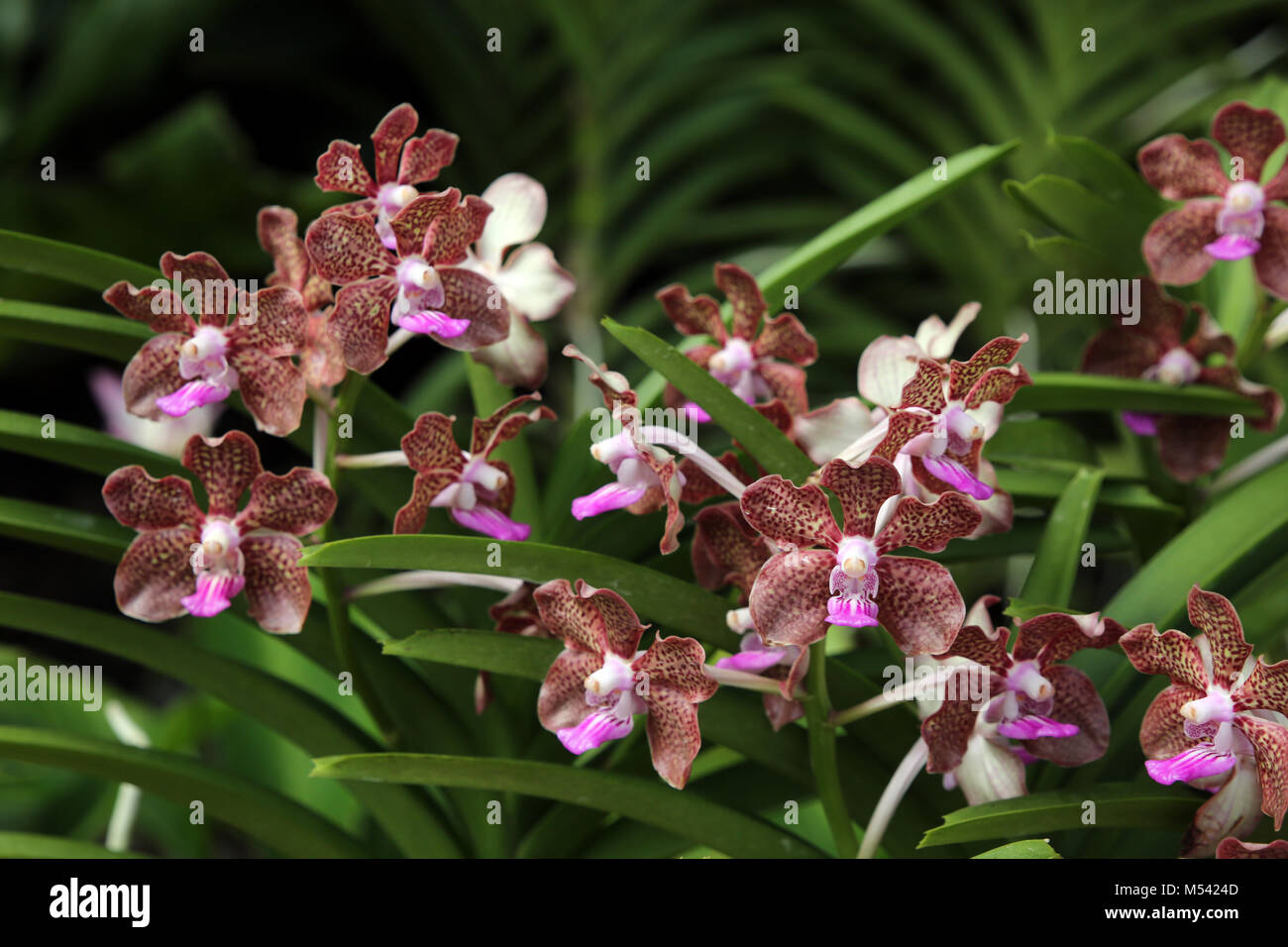 orchid hybrid Papilionanda Mimi Palmer Stock Photo - Alamy