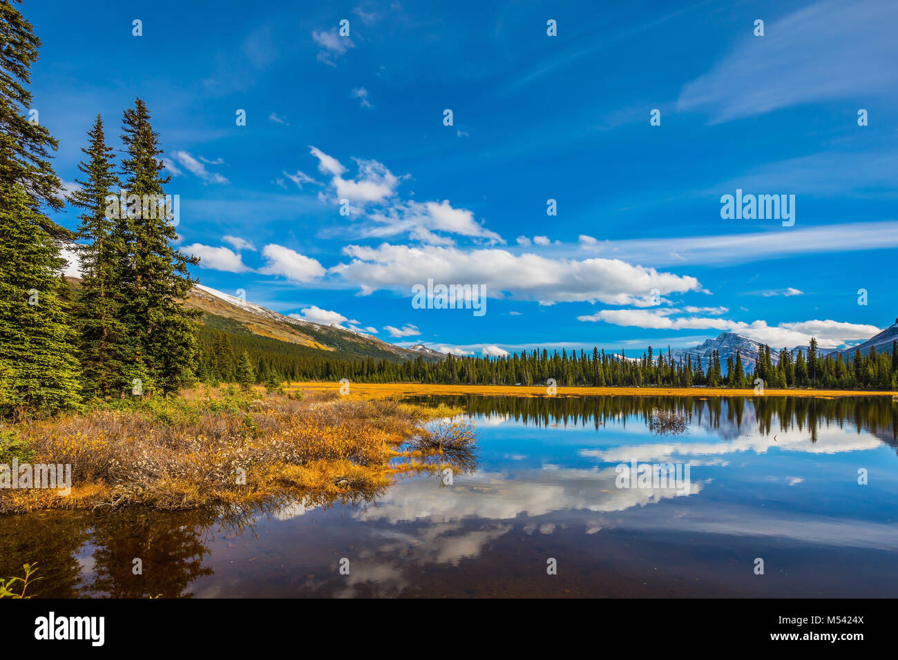 Swamp in the valley Stock Photo - Alamy