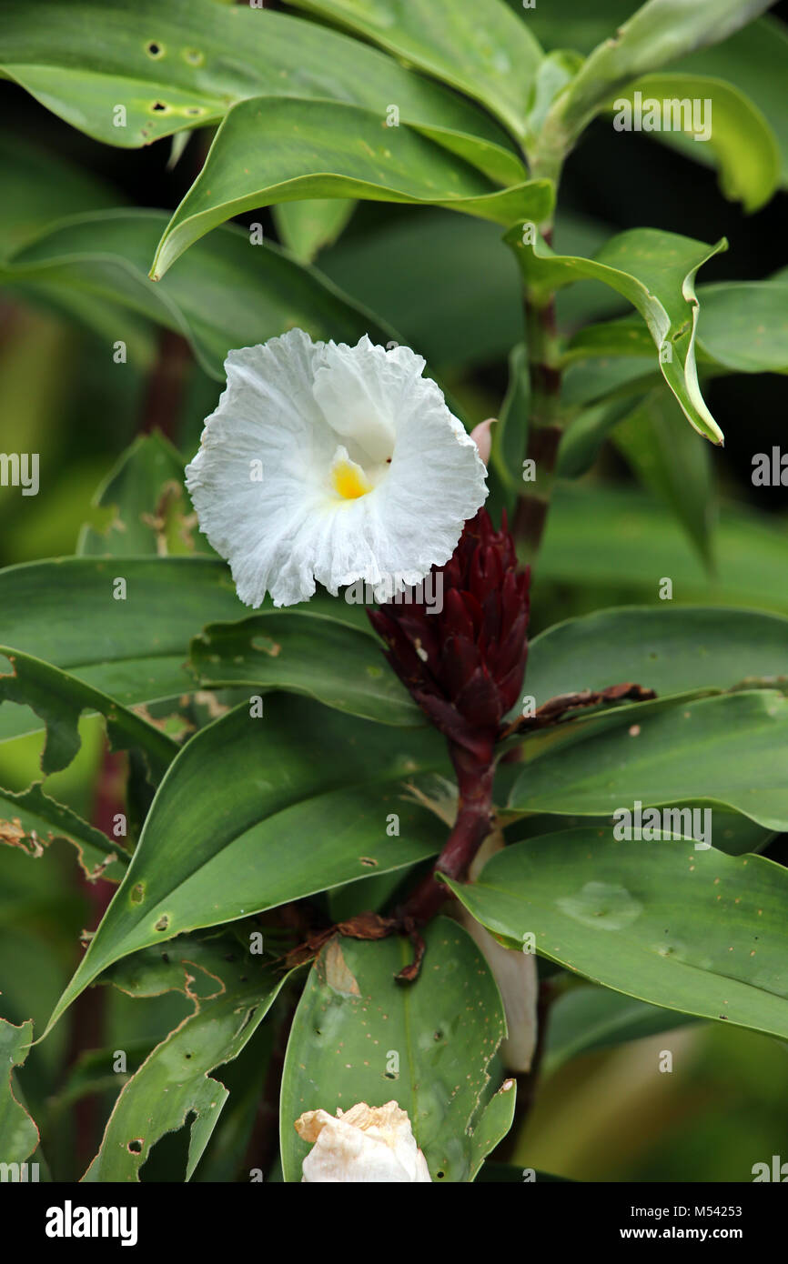 Crepe ginger cheilocostus speciosus hi-res stock photography and images ...
