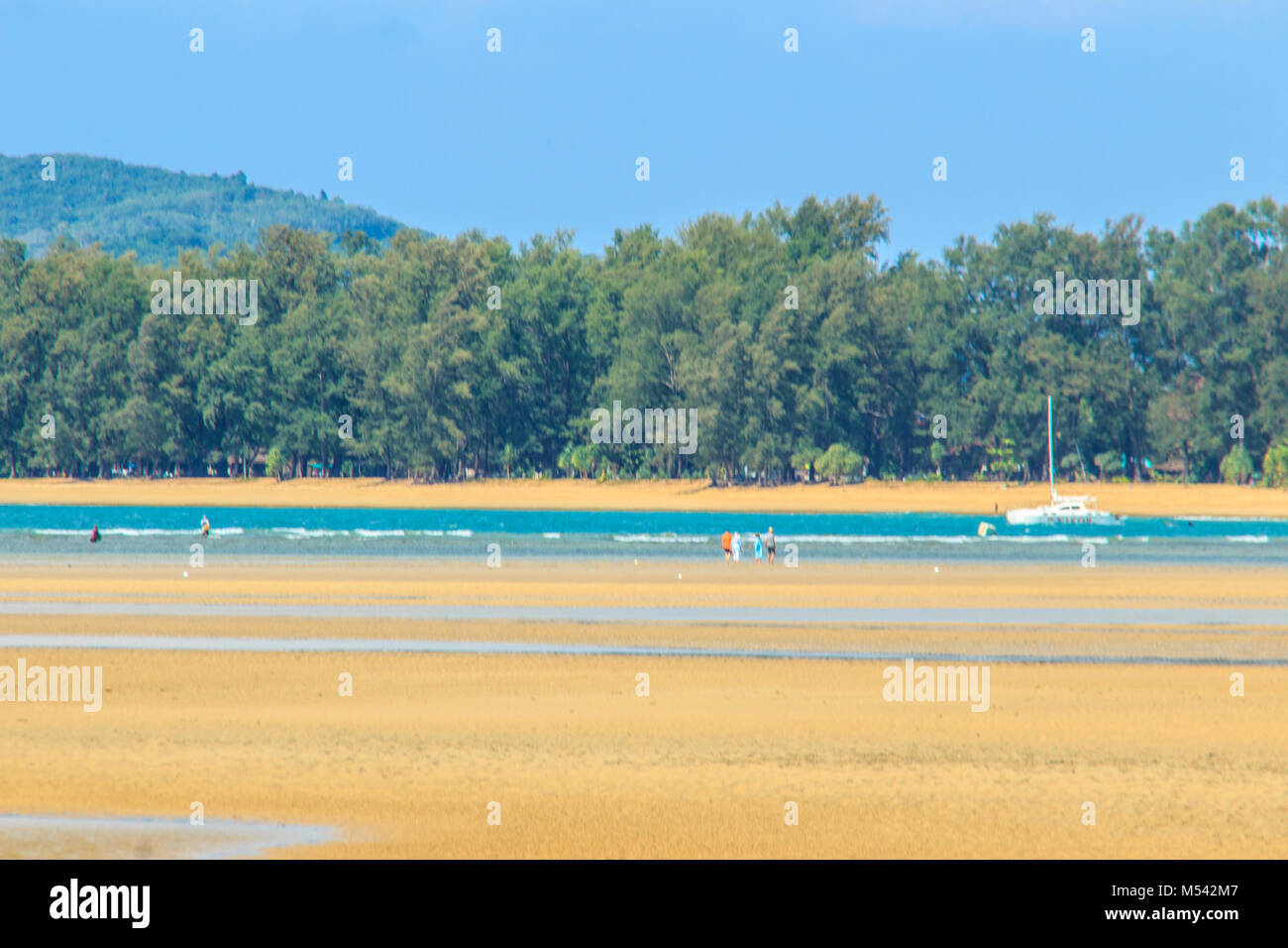 Beautiful nature of pine trees and forest on the beach with the sea ...