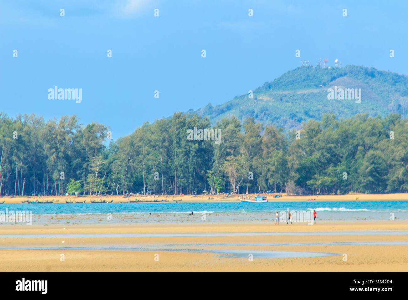 Beautiful nature of pine trees and forest on the beach with the sea ...