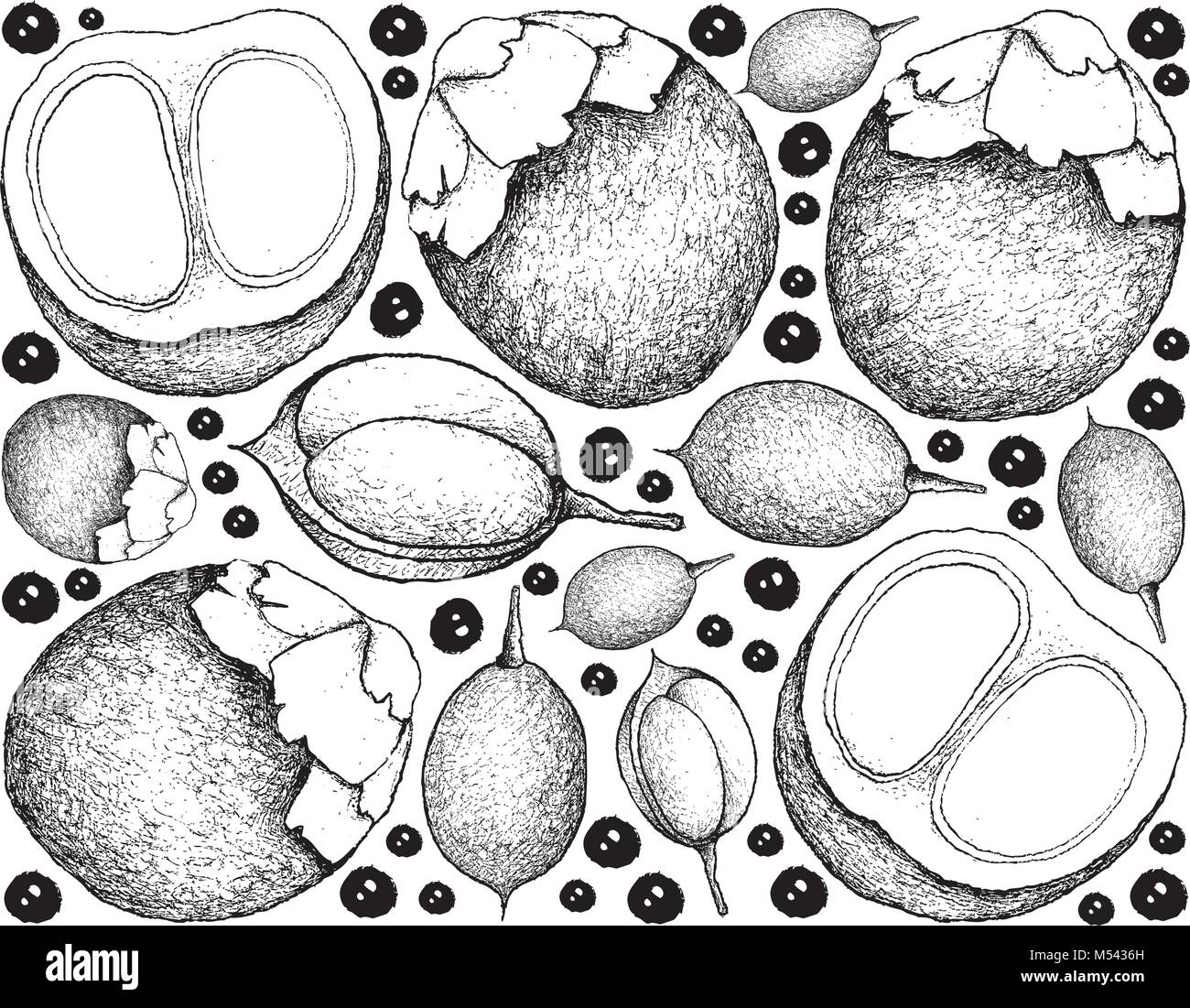 Guinep tree Stock Vector Images - Alamy