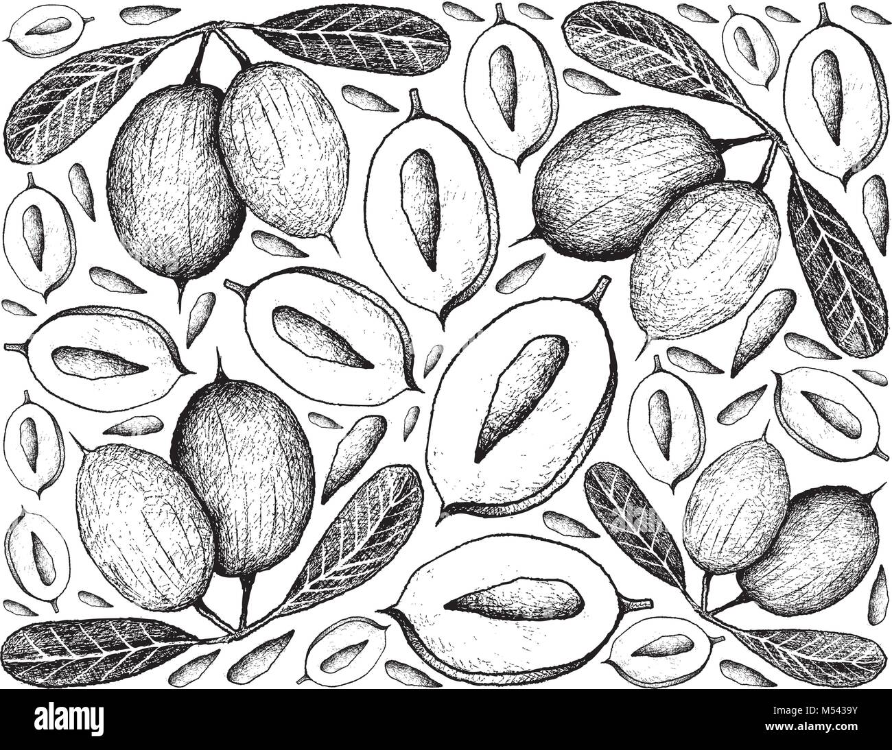 Tropical Fruits, Illustration Wallpaper Background of Hand Drawn Sketch ...