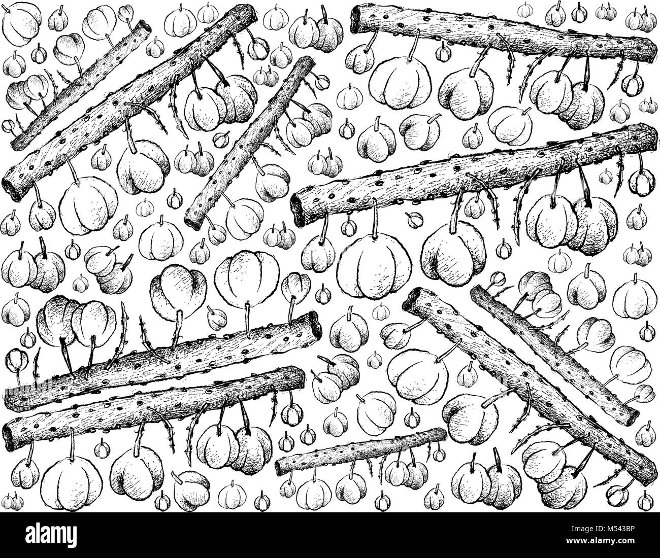 Tropical Fruits, Illustration Wallpaper Background of Hand Drawn Sketch ...