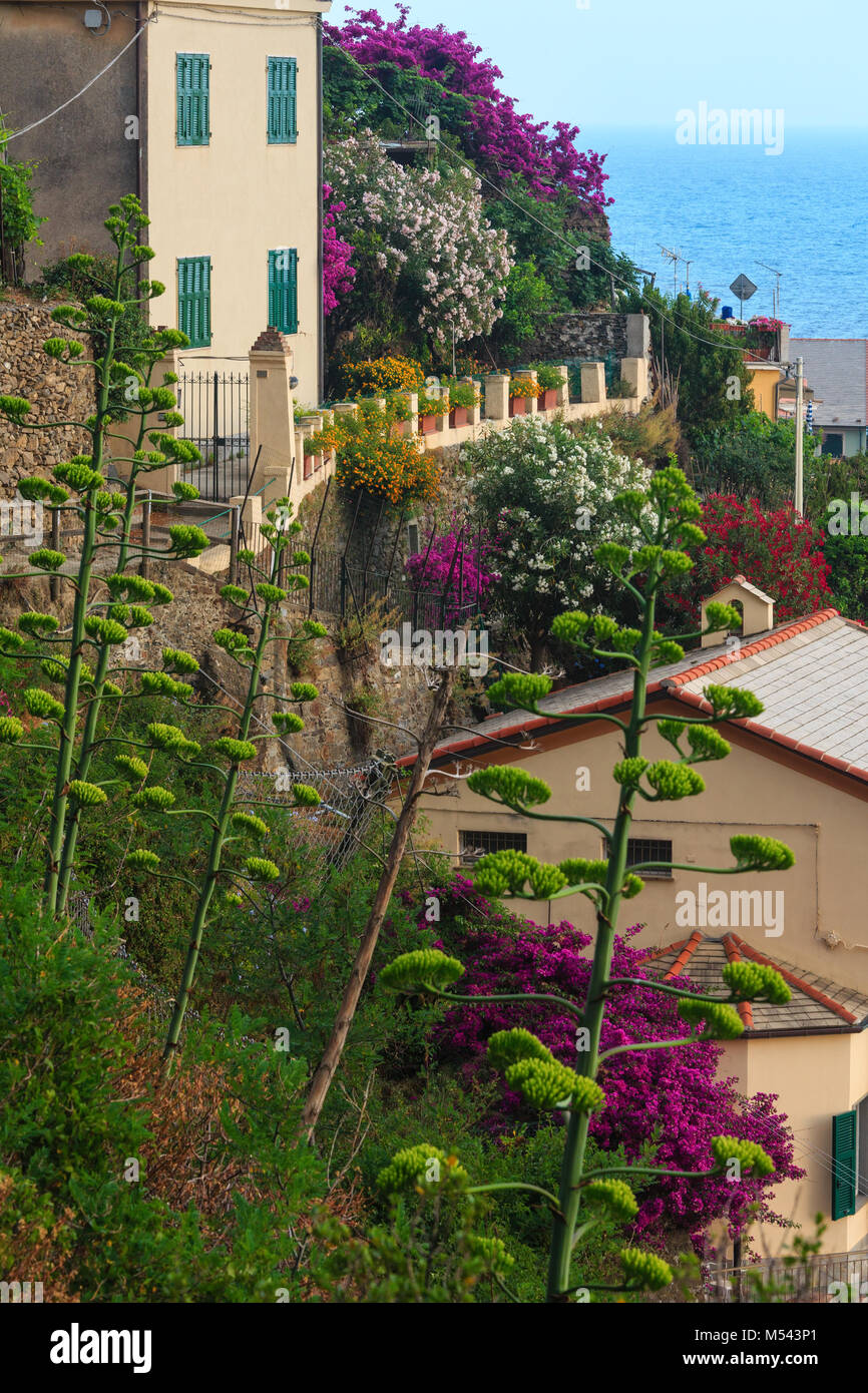 Blossom Vernazza, Cinque Terre Stock Photo - Alamy