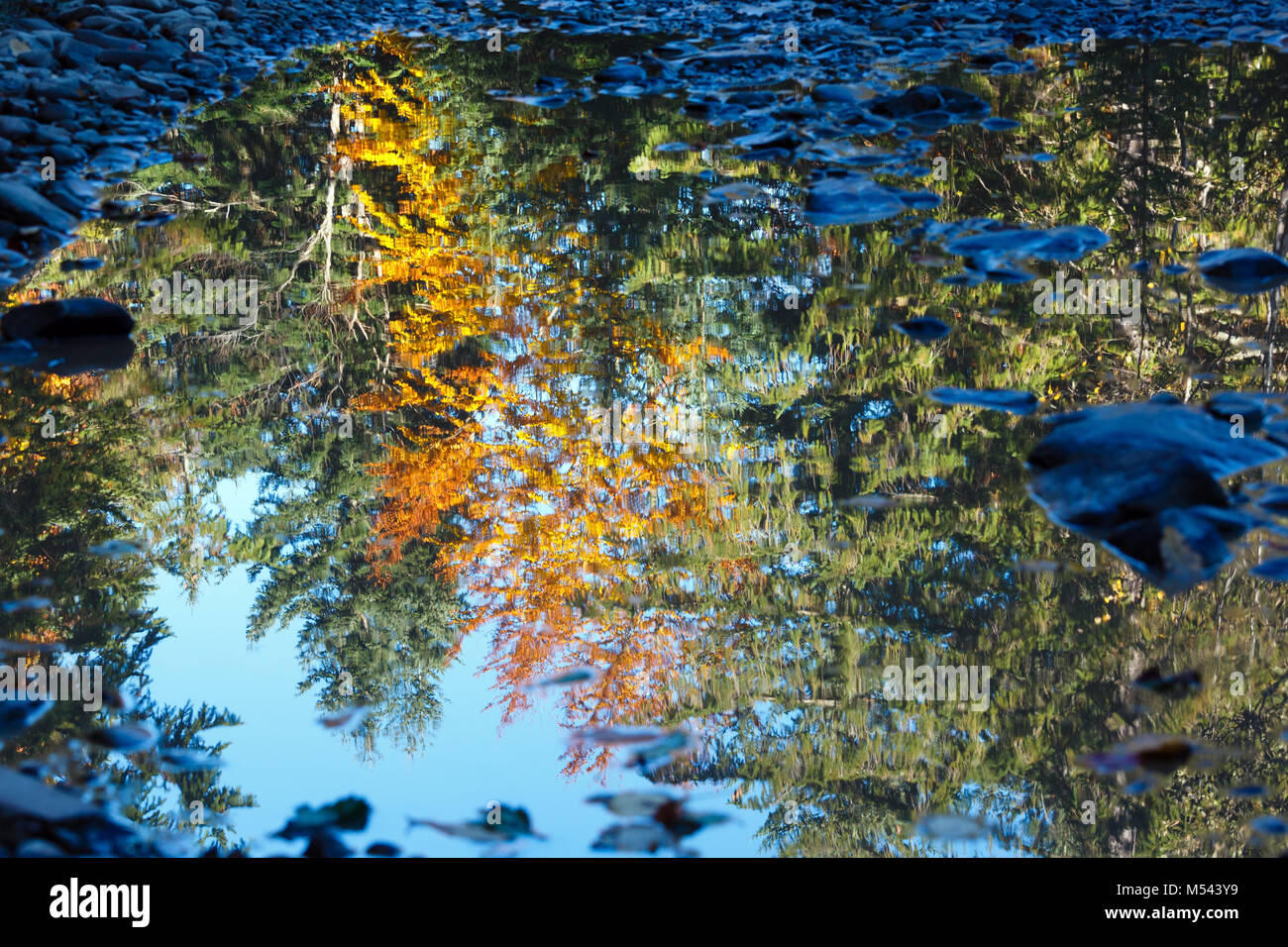Autumn trees reflection in puddle Stock Photo - Alamy