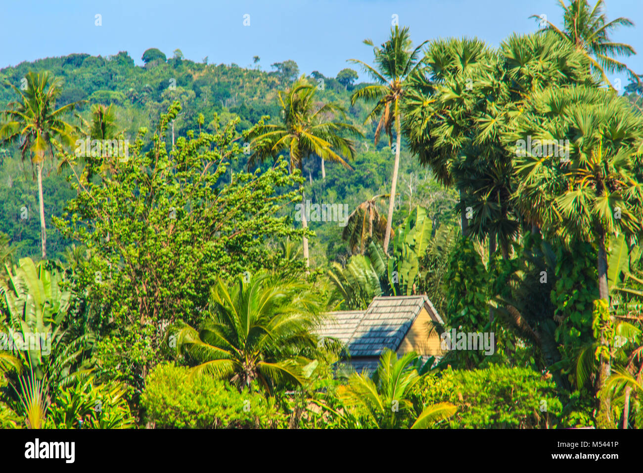 Peaceful beach resort cottages in palm tree forest Stock Photo - Alamy