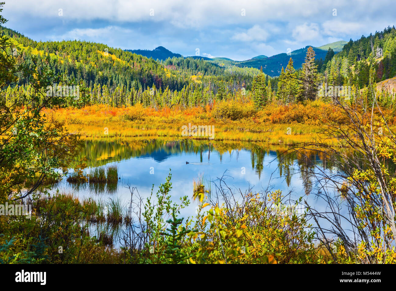 Among bushes hi-res stock photography and images - Alamy