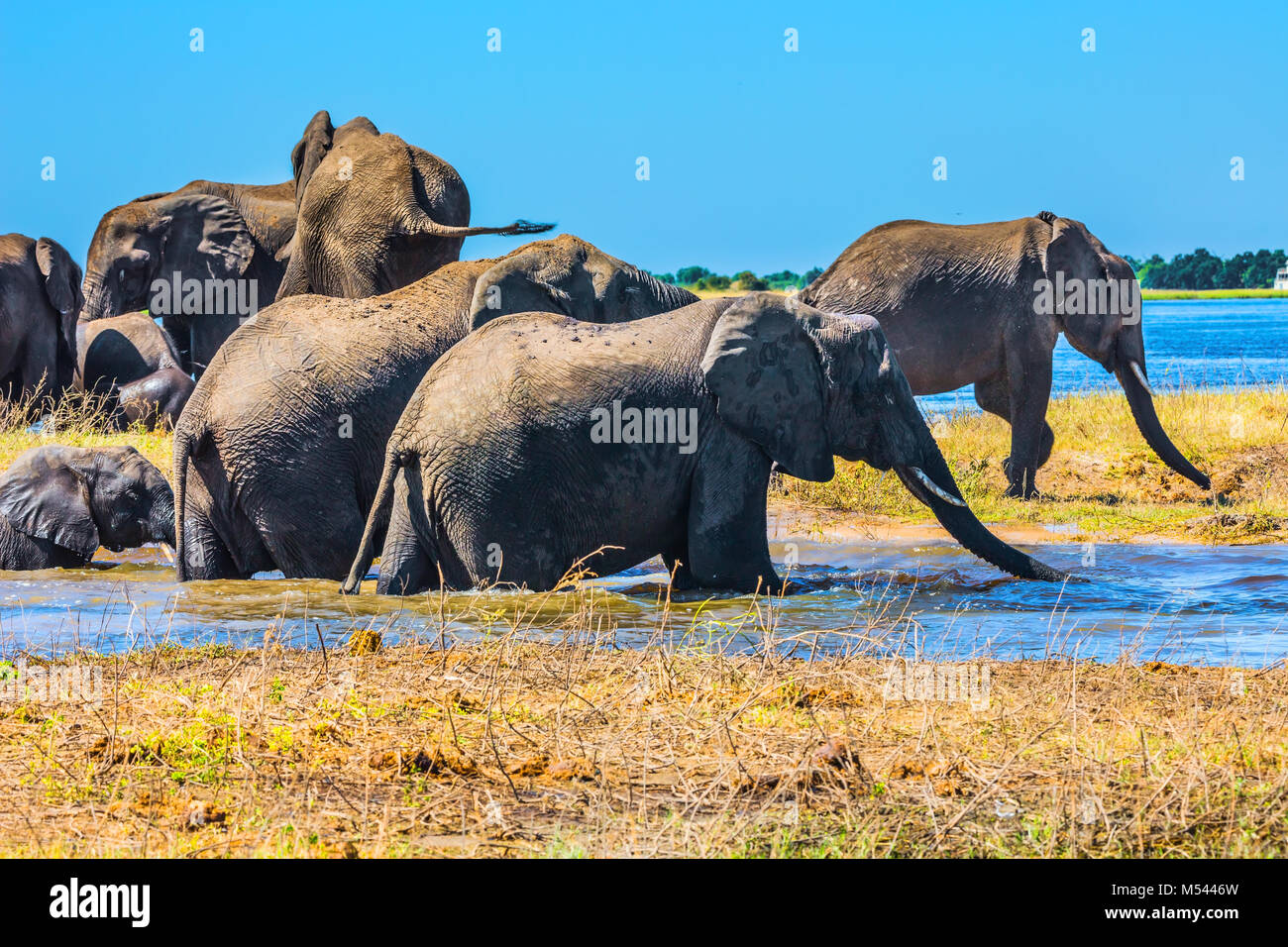 Safari river crossing tourism hi-res stock photography and images - Alamy