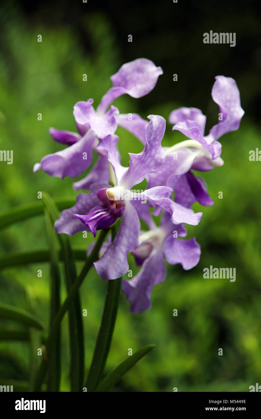 Orchid hybrid Papilionanda Ernest Chew Stock Photo - Alamy