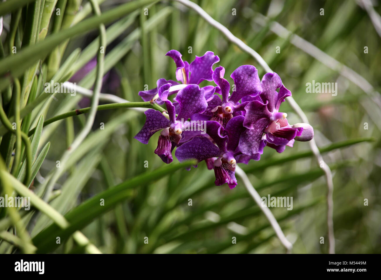 Orchid hybrid Papilionanda Chao Praya Violet Stock Photo - Alamy