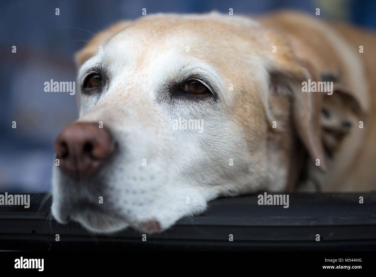 Bored labrador retriever hi-res stock photography and images - Alamy