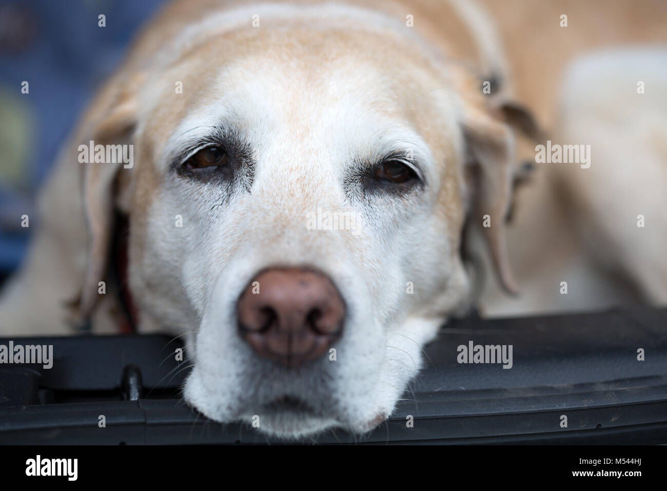 Bored labrador retriever hi-res stock photography and images - Alamy