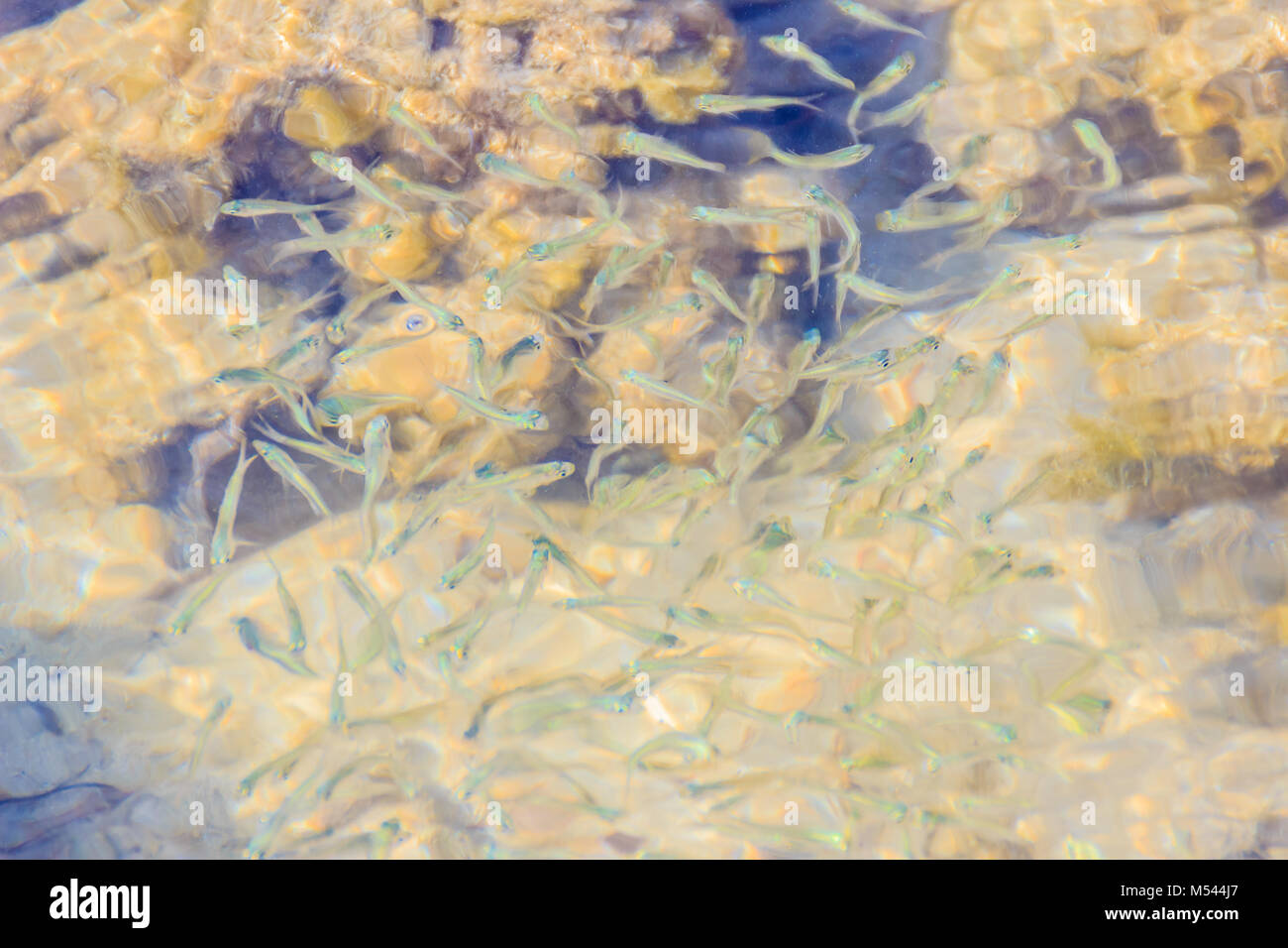 Beautiful Small Anchovy, or Stolephorus fishes in shallow sea water in ...
