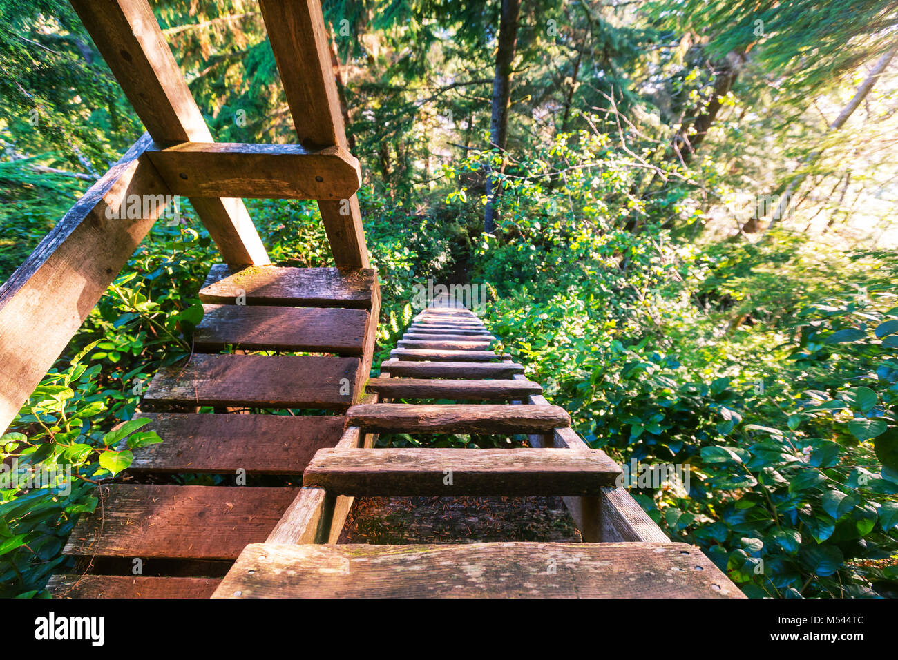 Boardwalk in the forest Stock Photo - Alamy