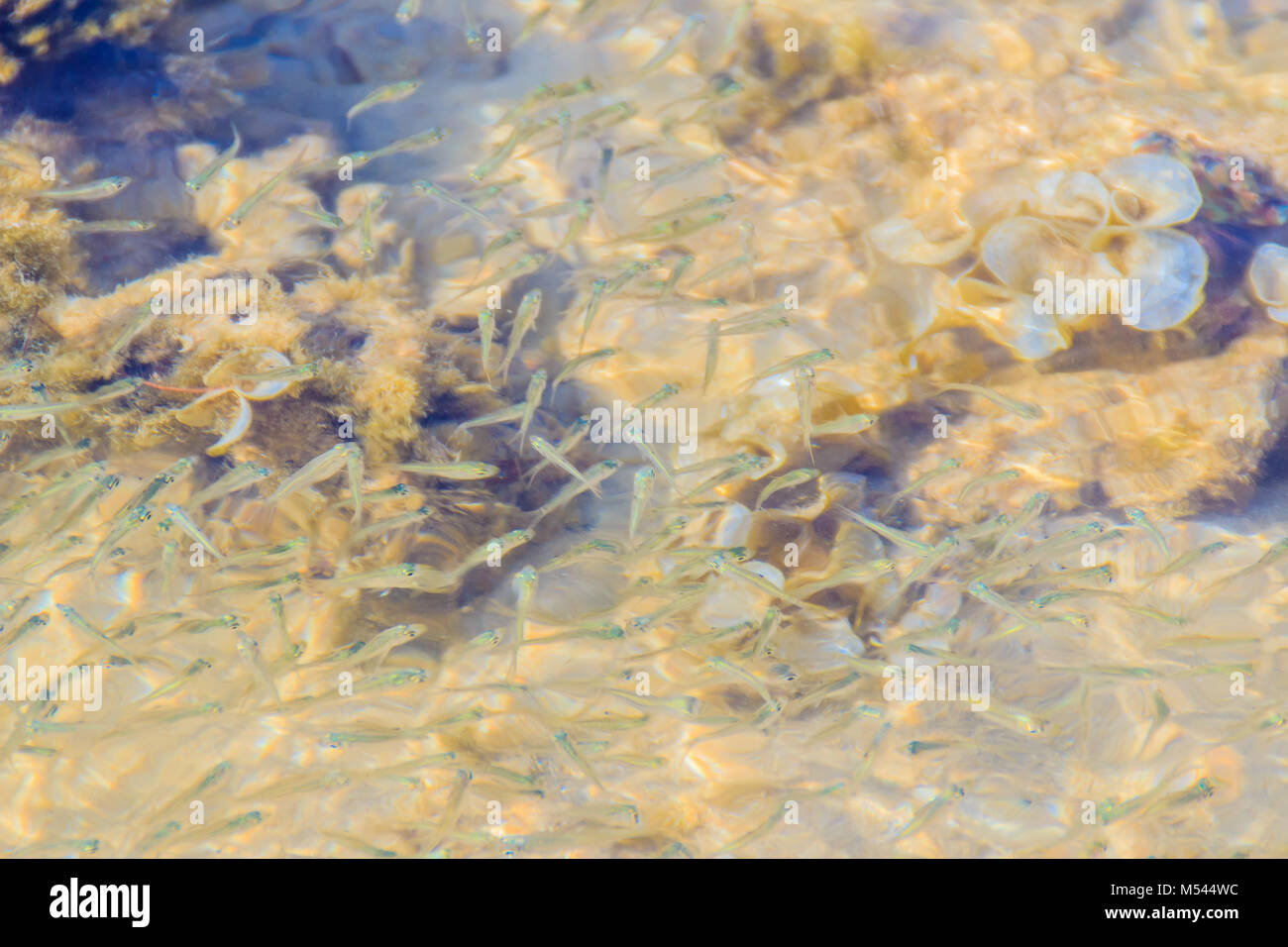 Beautiful Small Anchovy, or Stolephorus fishes in shallow sea water in ...