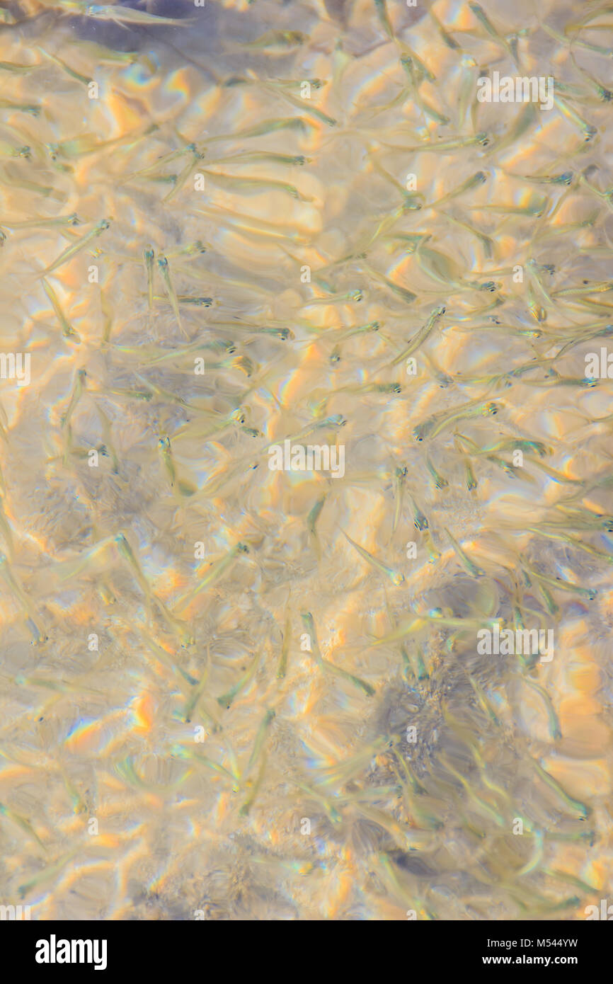 Beautiful Small Anchovy, or Stolephorus fishes in shallow sea water in ...