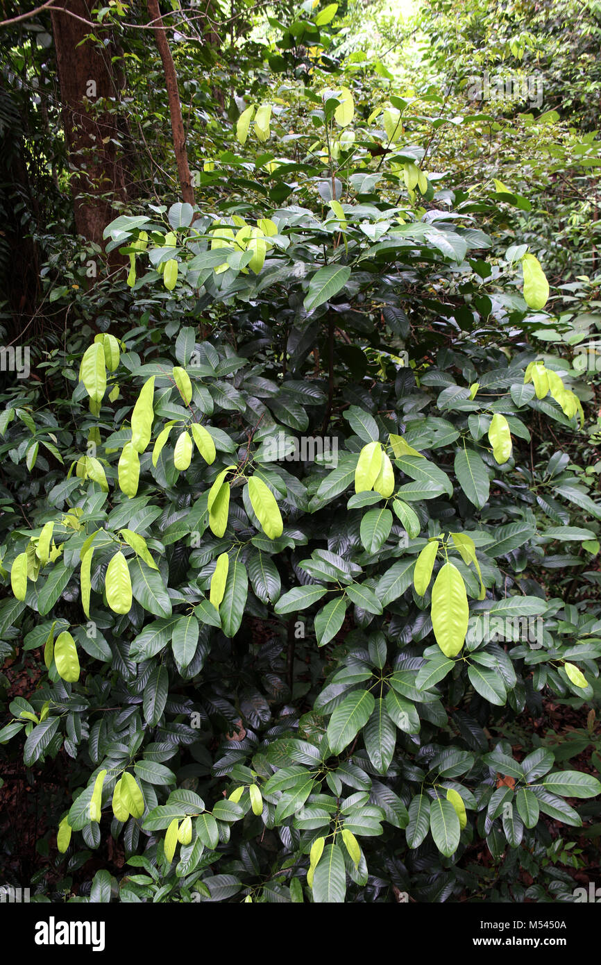 leaves on the tree Bhesa paniculata Stock Photo - Alamy