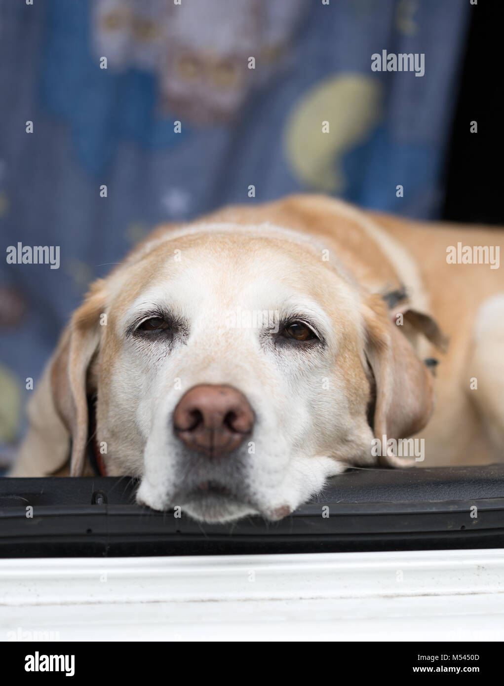Blond labrador hi-res stock photography and images - Alamy