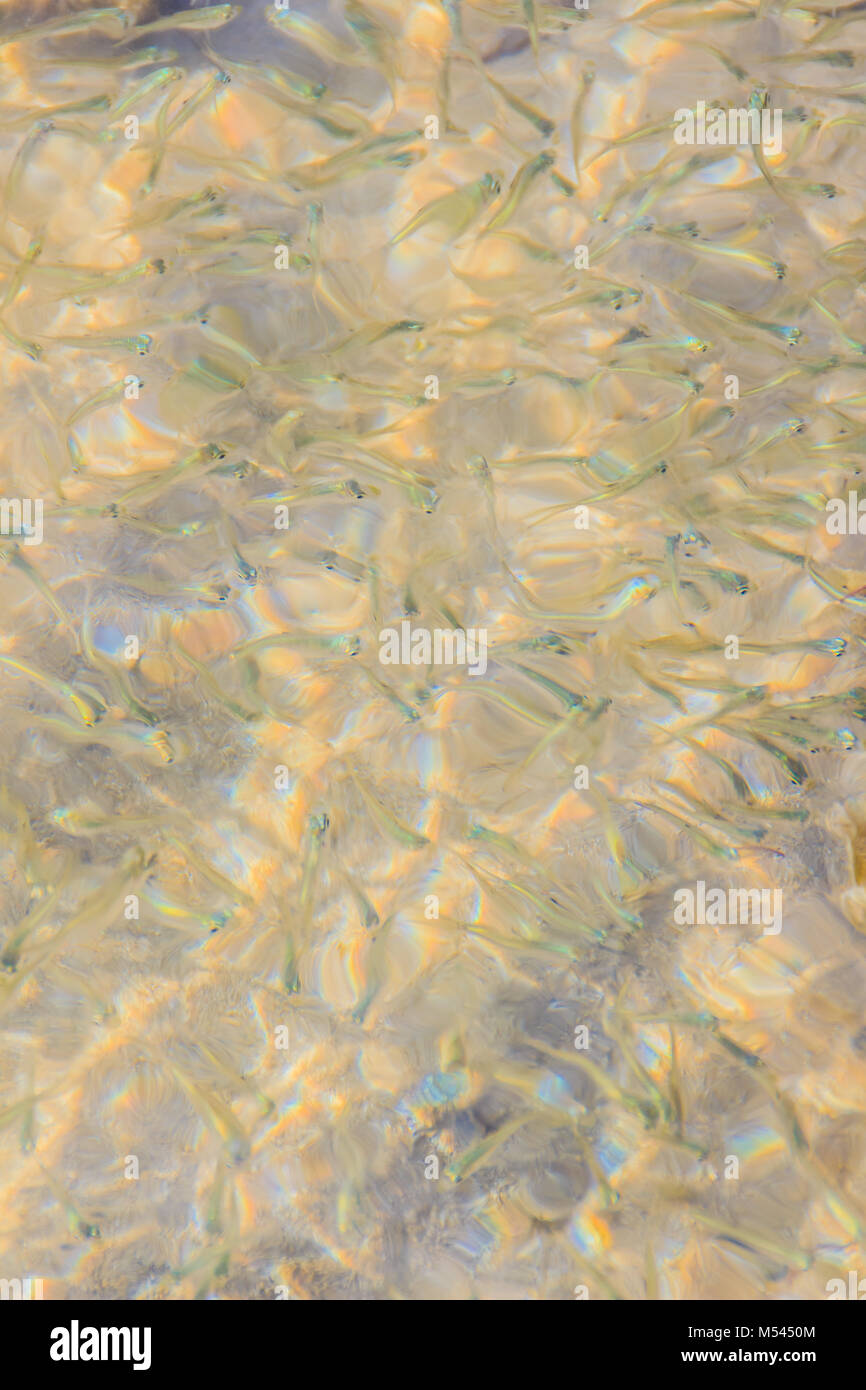 Beautiful Small Anchovy, or Stolephorus fishes in shallow sea water in ...