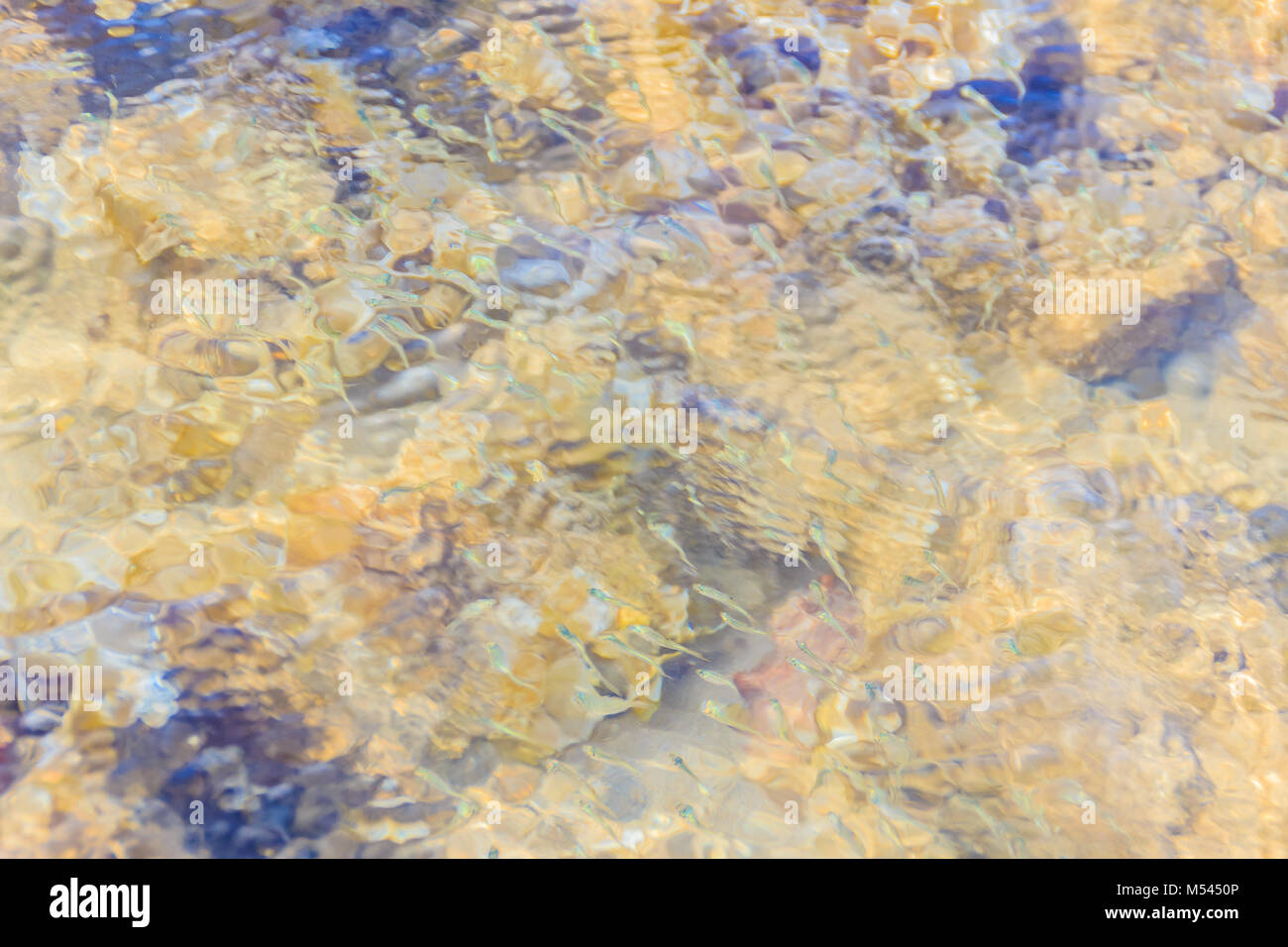 Beautiful Small Anchovy, or Stolephorus fishes in shallow sea water in ...