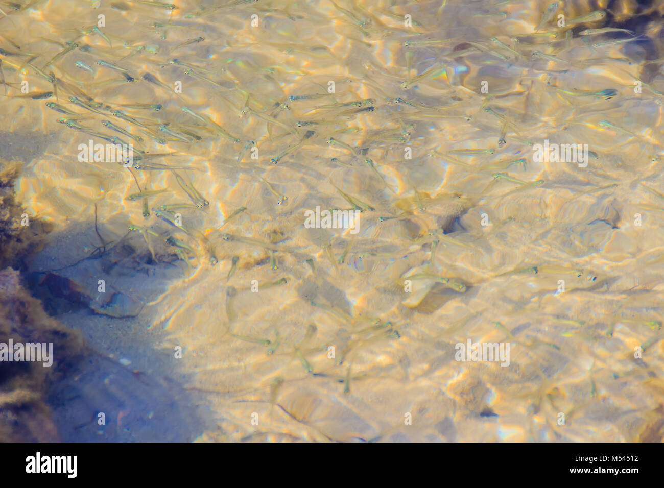 Beautiful Small Anchovy, or Stolephorus fishes in shallow sea water in ...