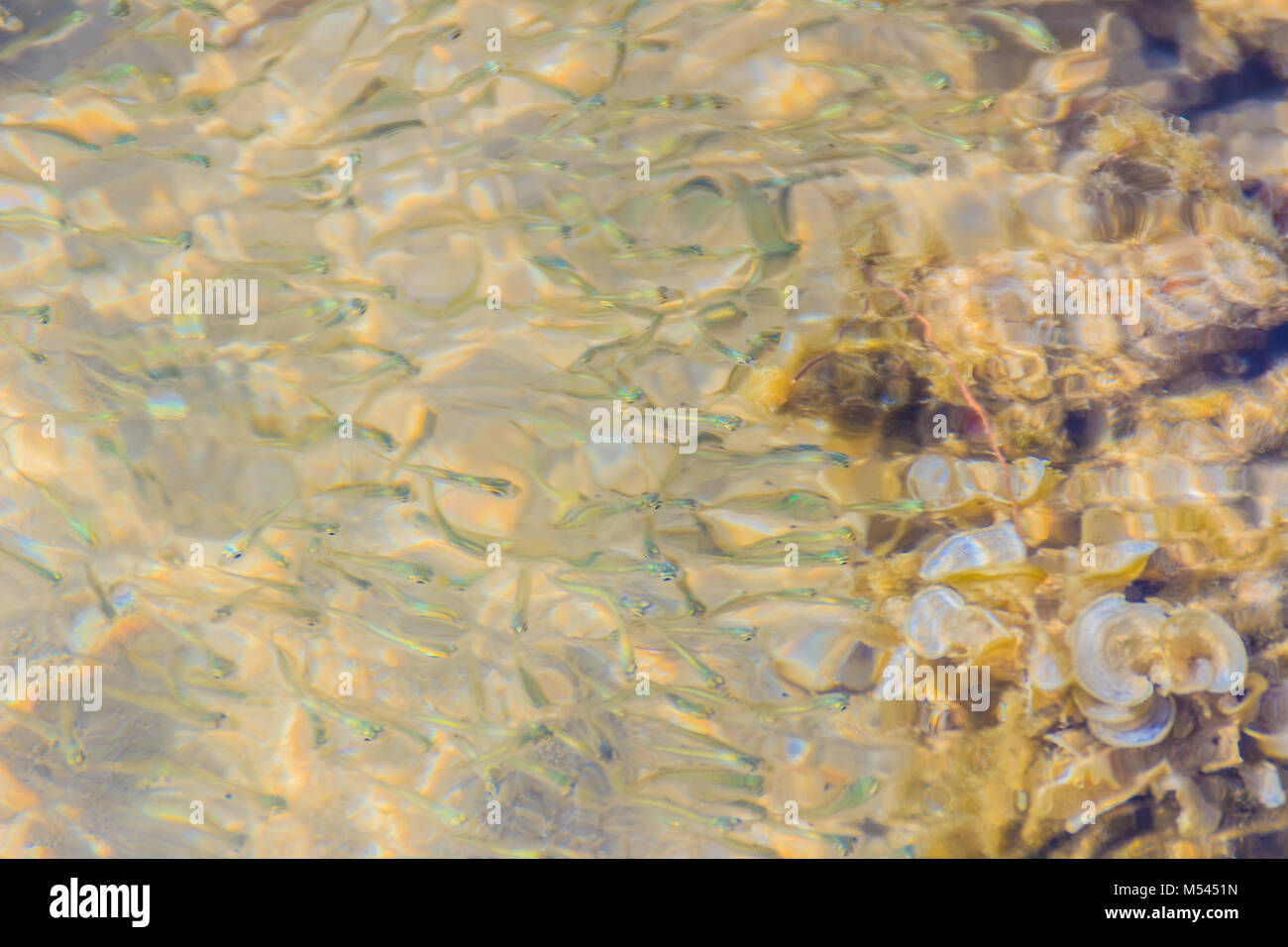 Beautiful Small Anchovy, or Stolephorus fishes in shallow sea water in ...