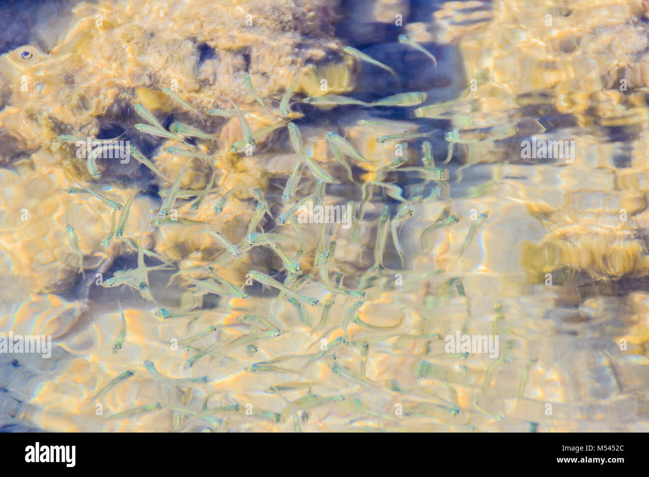 Beautiful Small Anchovy, or Stolephorus fishes in shallow sea water in ...