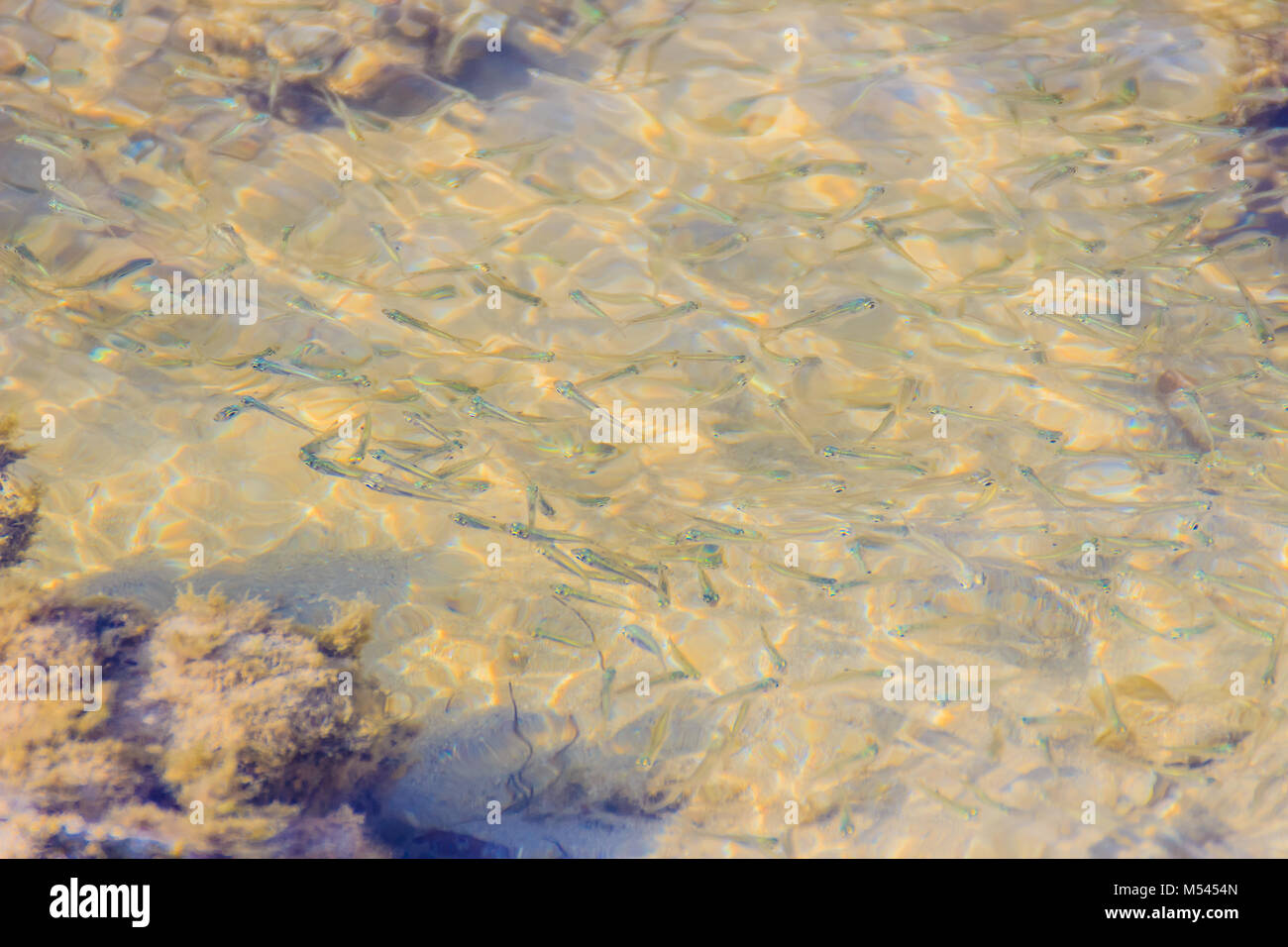 Beautiful Small Anchovy, or Stolephorus fishes in shallow sea water in ...