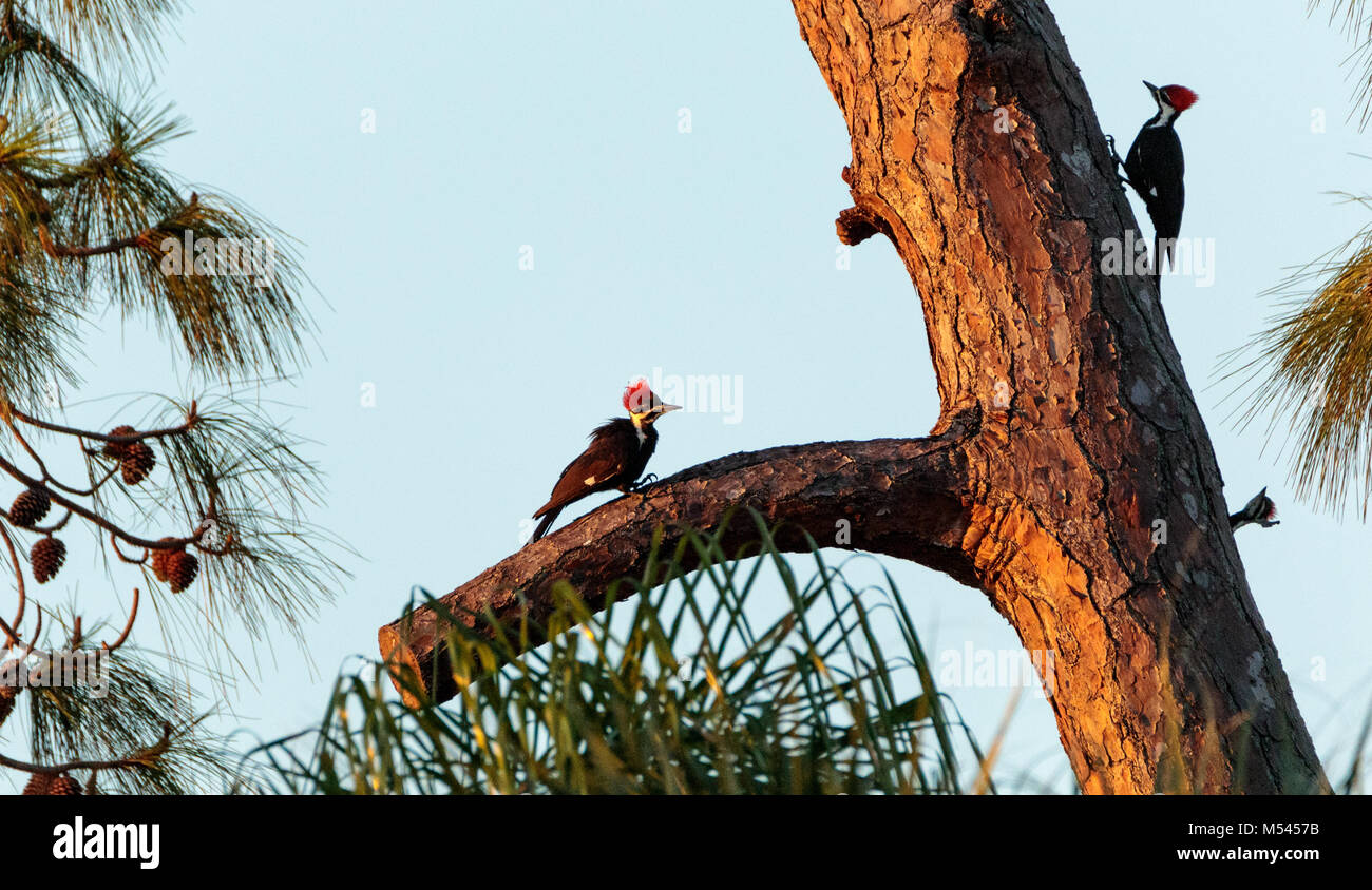 Pileated woodpecker juvenile hi-res stock photography and images - Alamy
