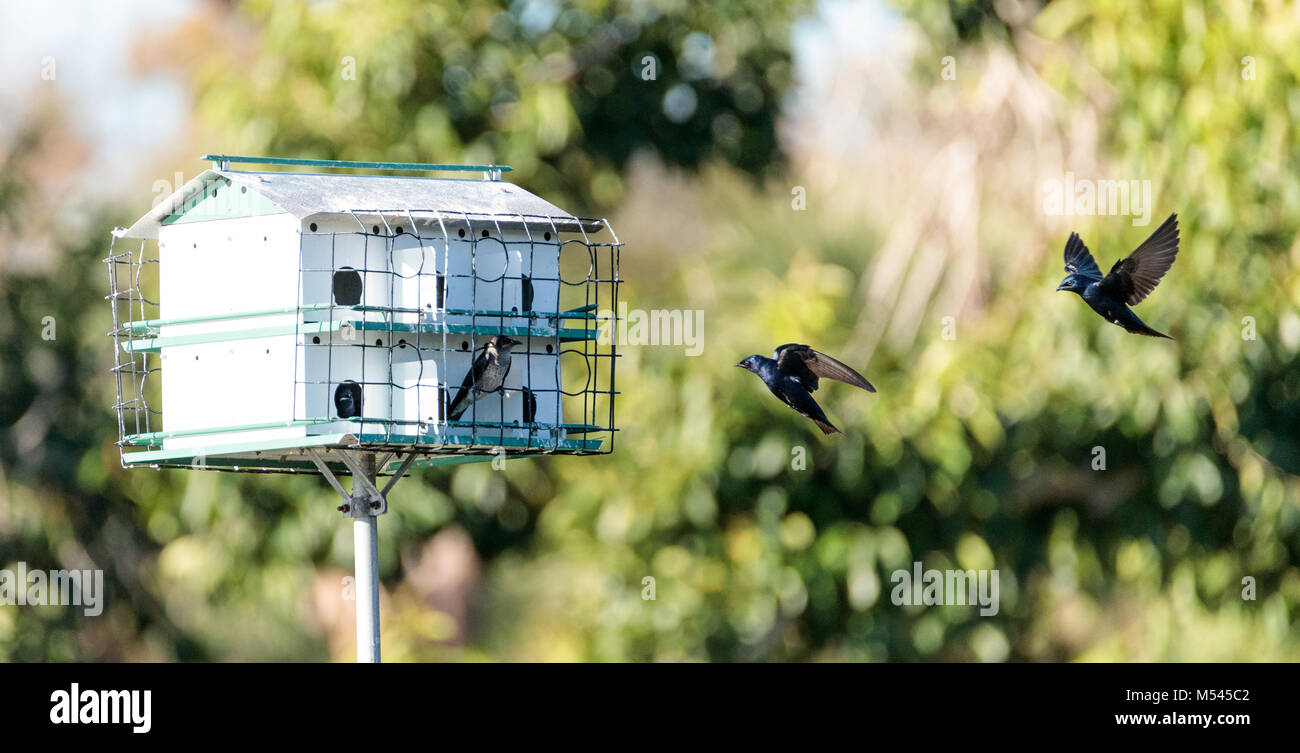 Purple martin birds Progne subis fly and perch around a birdhouse in ...
